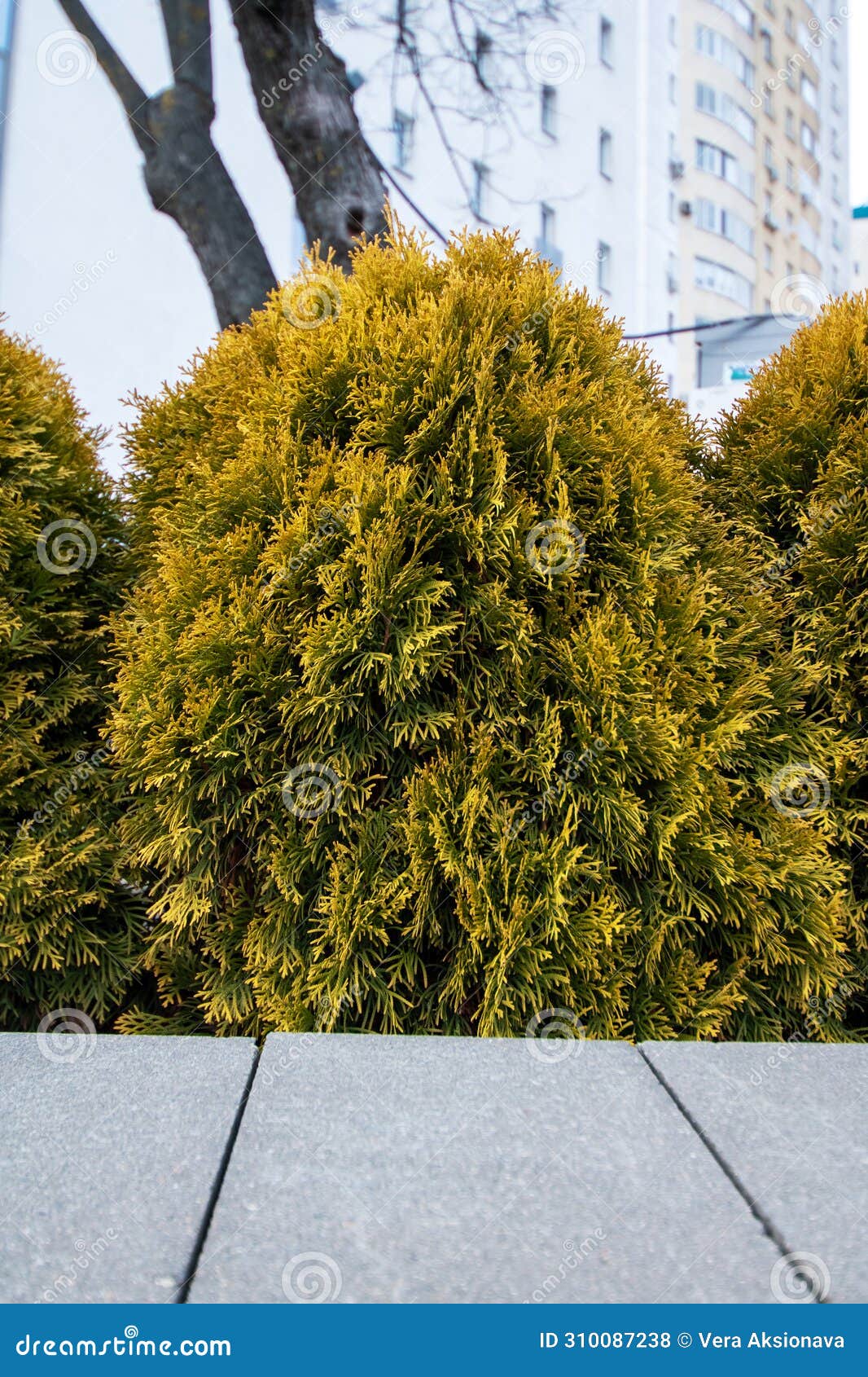 Yellow Evergreen Shrubs on the Lawn Closeup Stock Photo - Image of ...