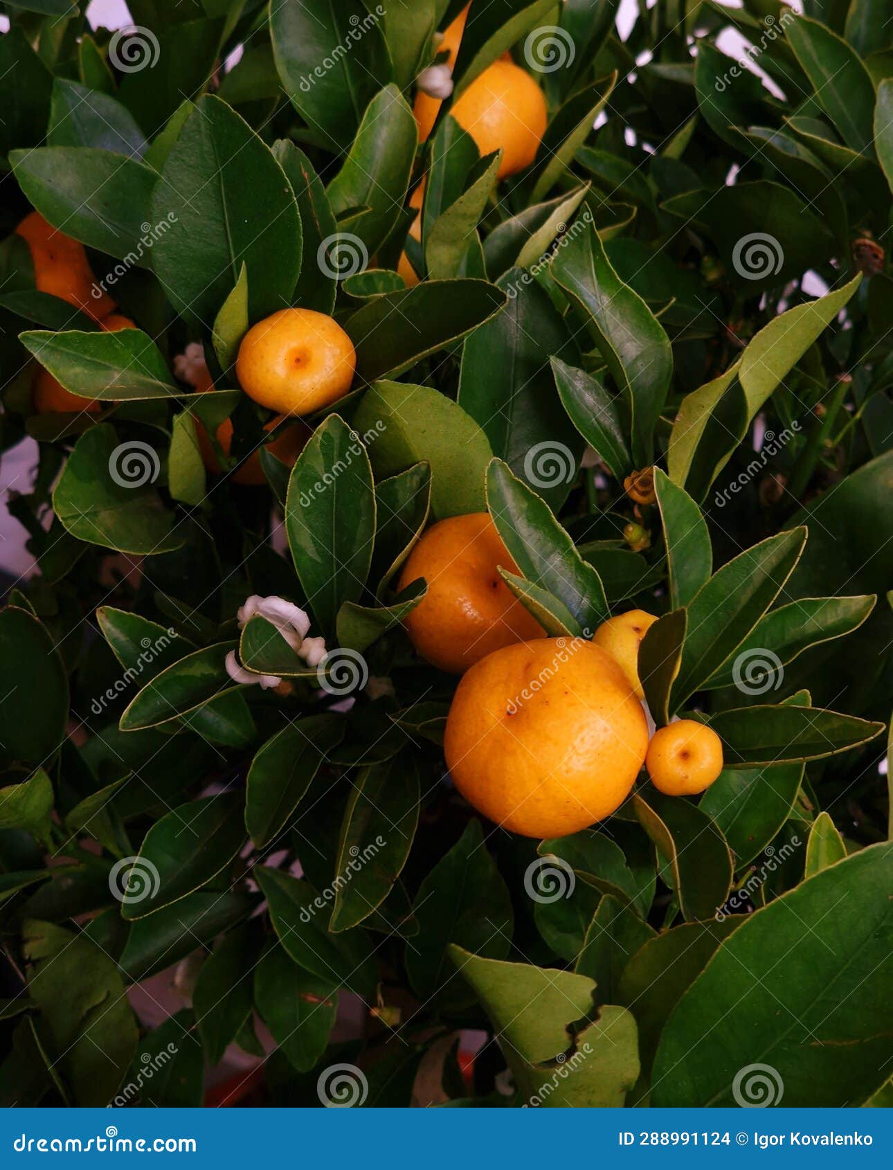 Yellow Exotic Fruits Grow on a Bush Stock Photo - Image of deciduous ...