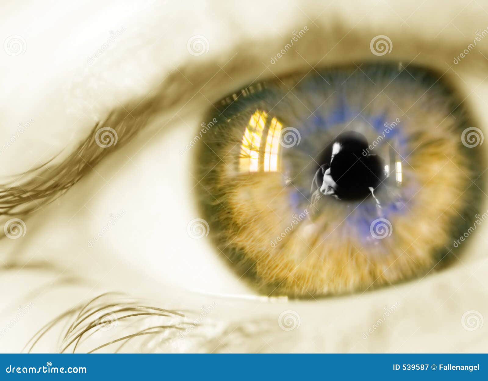 Yellow eye stock image. Image of people, cornea, colors - 539587
