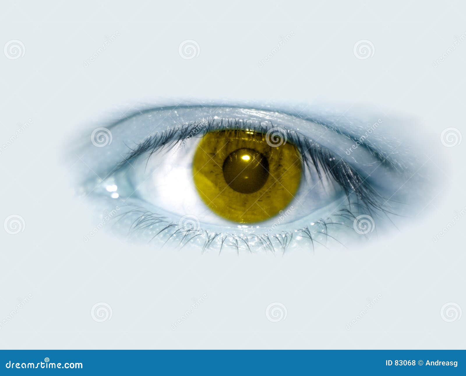 Yellow Eye stock photo. Image of isolated, light, lash, reflecting - 83068