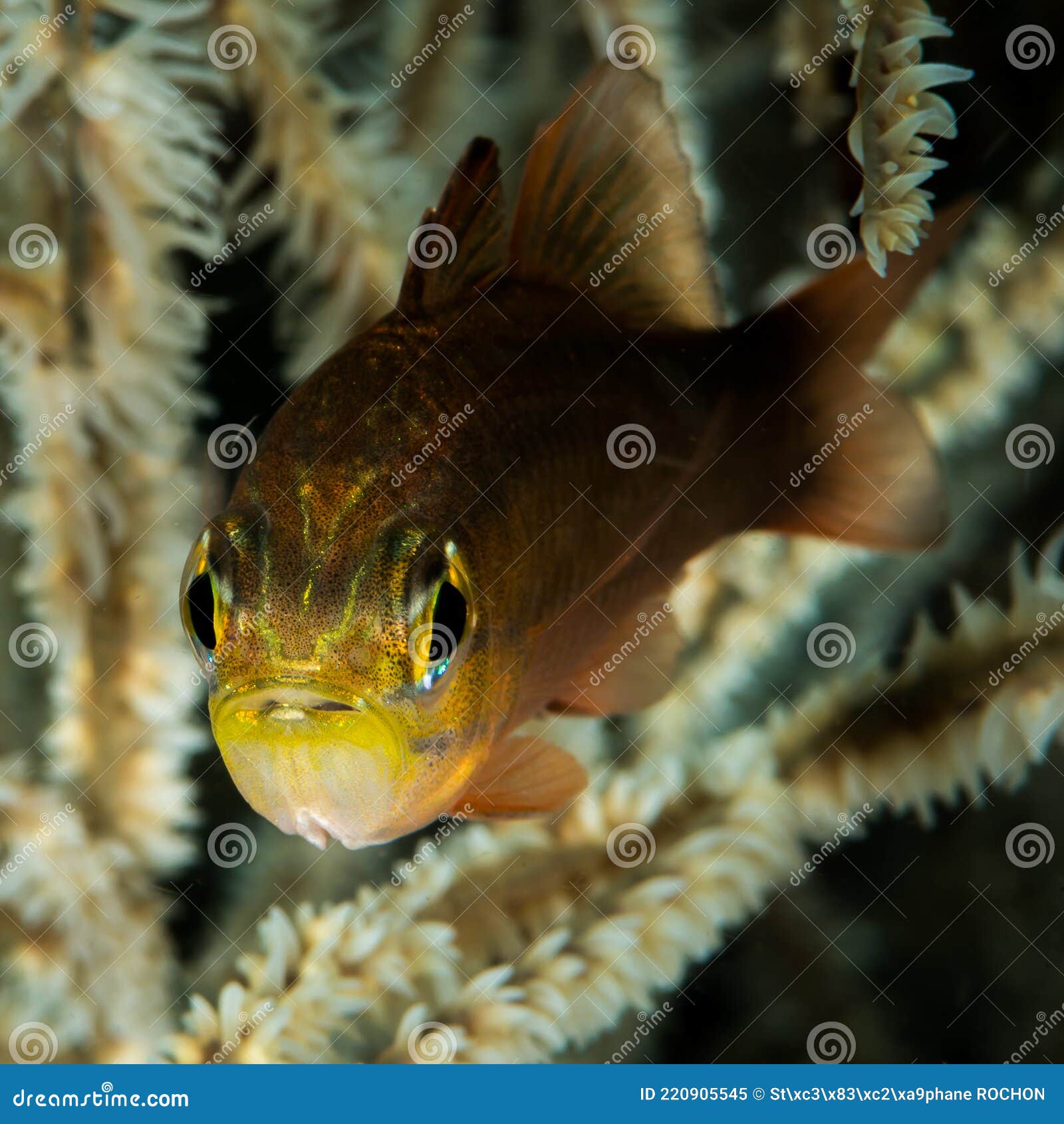 Yellow Eye Cardinalfish Ostorhinchus Moluccensis Stock Image ...