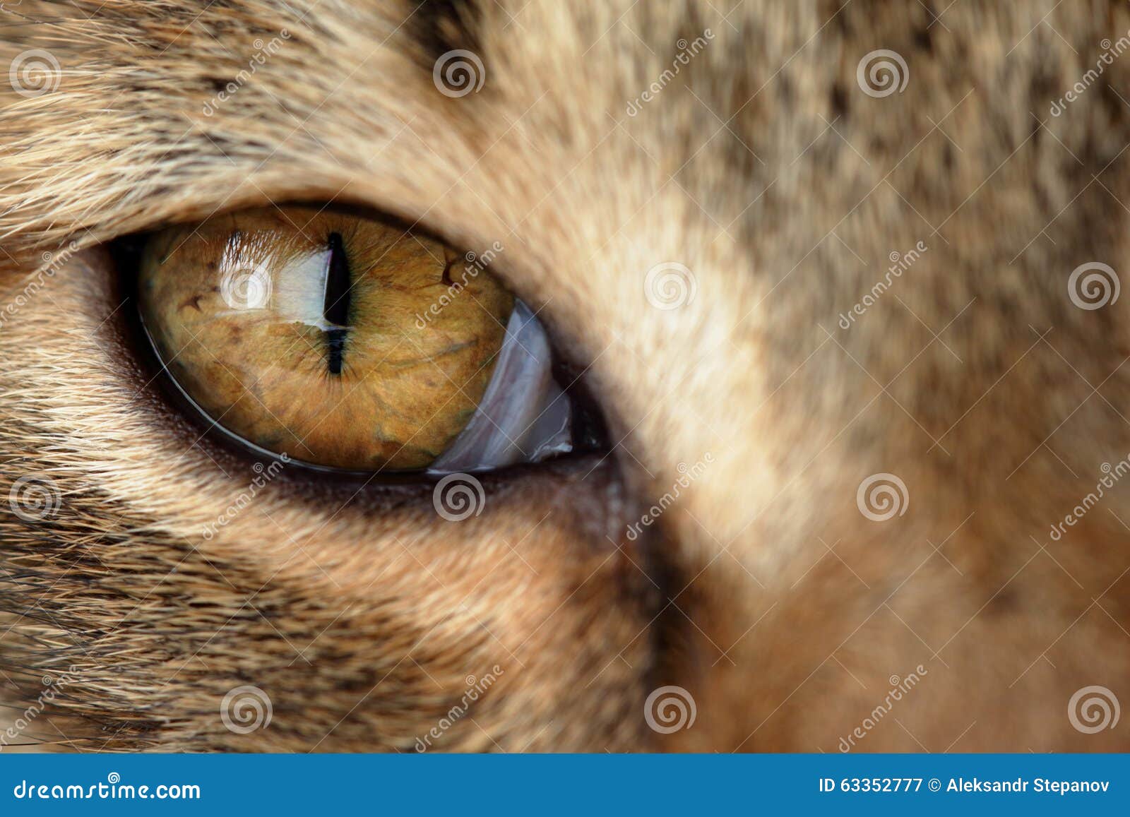 Yellow Eye of the Domestic Cat Stock Image - Image of yellow, macro ...