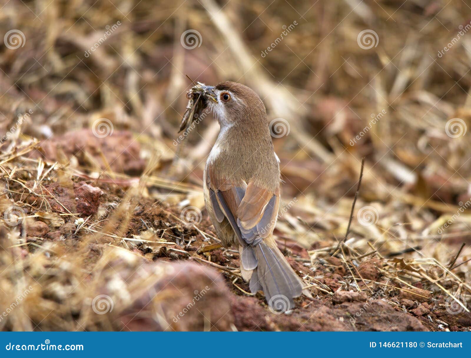 Yellow Eyed Babbler Chrysomma Sinense Stock Photo - Image of little ...