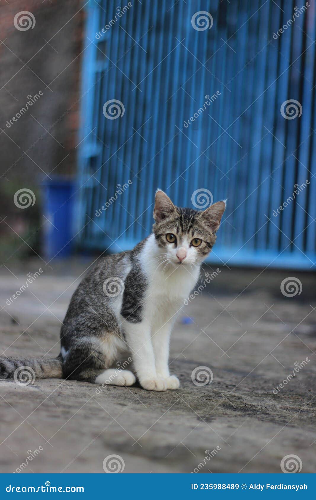 Yellow eyed cat pose stock image. Image of wildcat, cute - 235988489