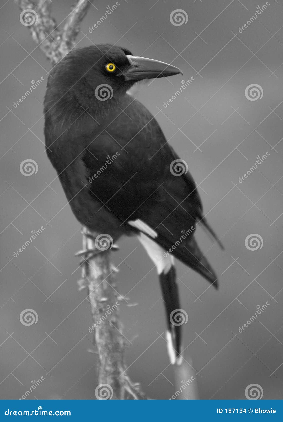 Yellow Eyed Currawong stock photo. Image of back, sedate - 187134