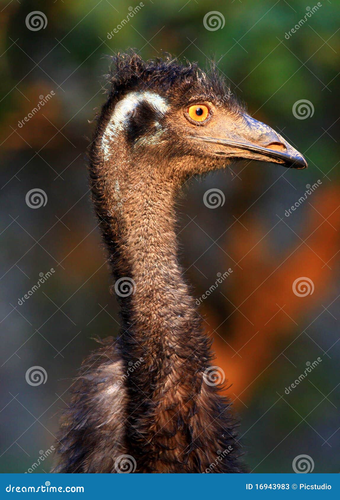 Yellow eyed emu face shot stock image. Image of feathers - 16943983