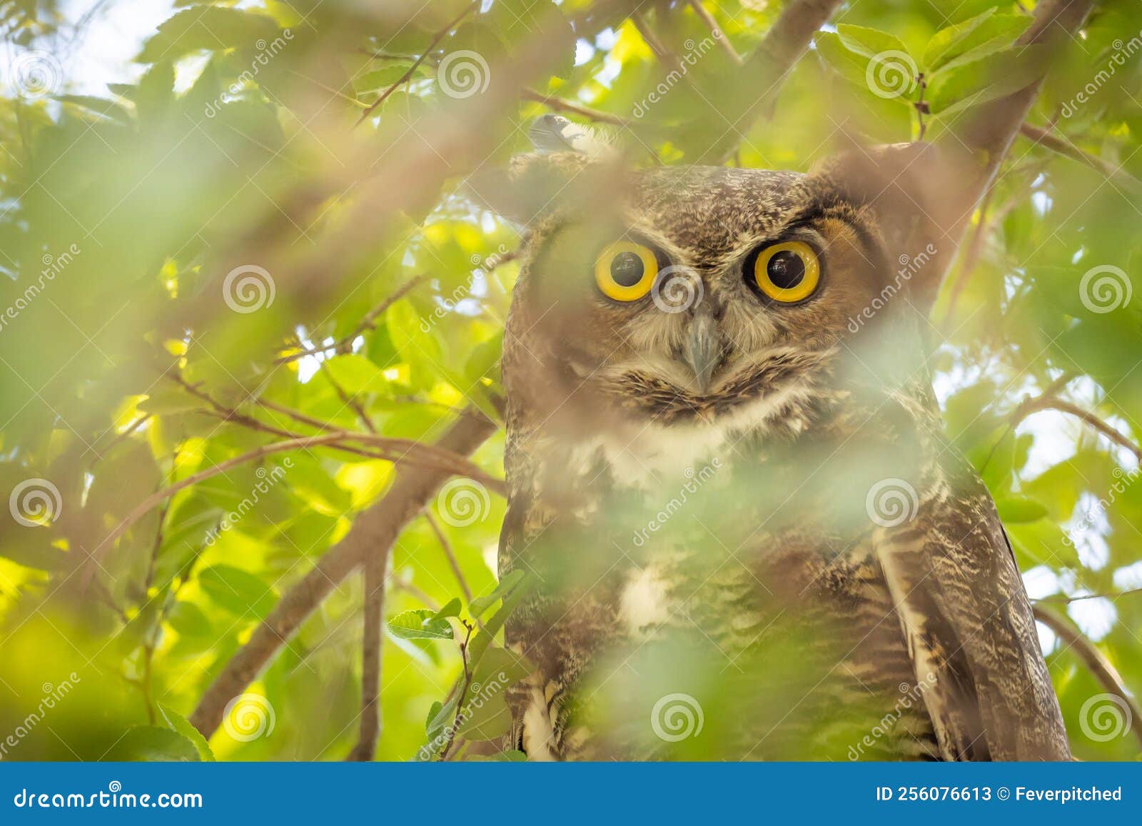 The Yellow Eyed Great Horned Owl Resting in the Tree Stock Image ...