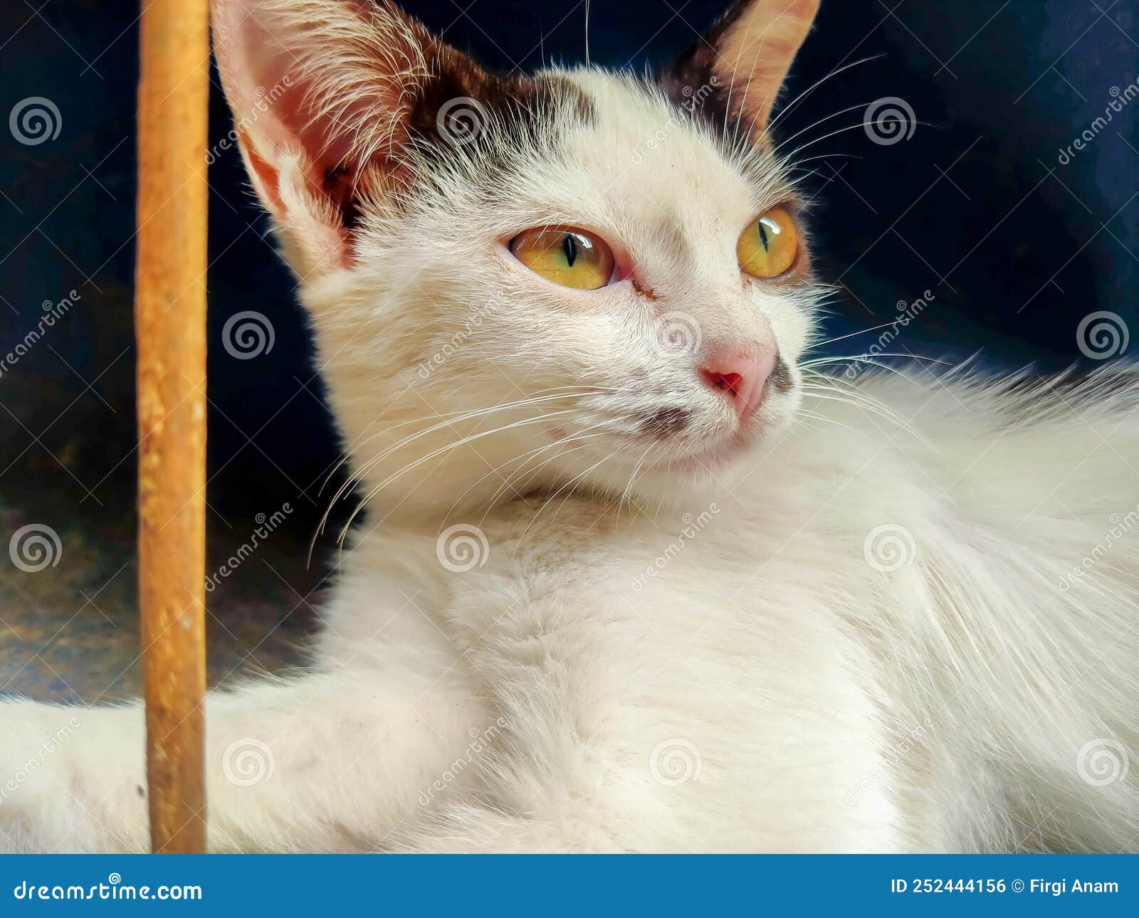 Yellow-eyed White Cat Posing Cool Stock Photo - Image of kitten, snout ...