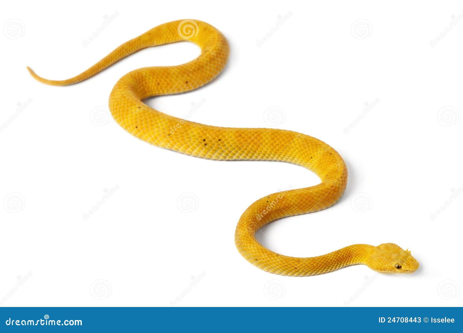 Yellow Viper Snake