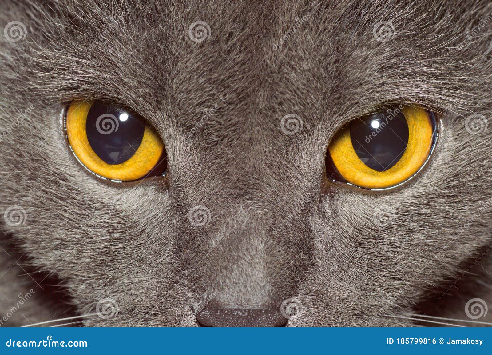 Yellow Eyes of a Grey British Cat Closeup Stock Photo - Image of stare ...