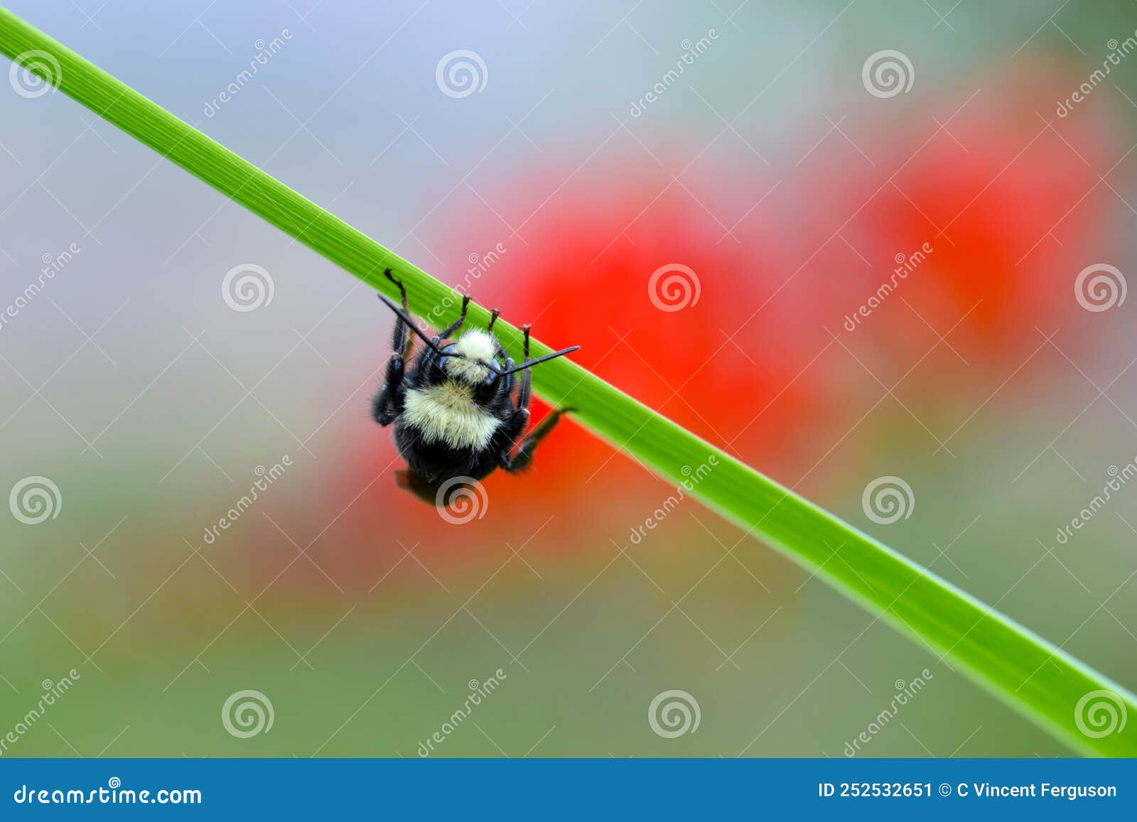 Yellow Face Bumblebee 03 stock image. Image of apidae - 252532651