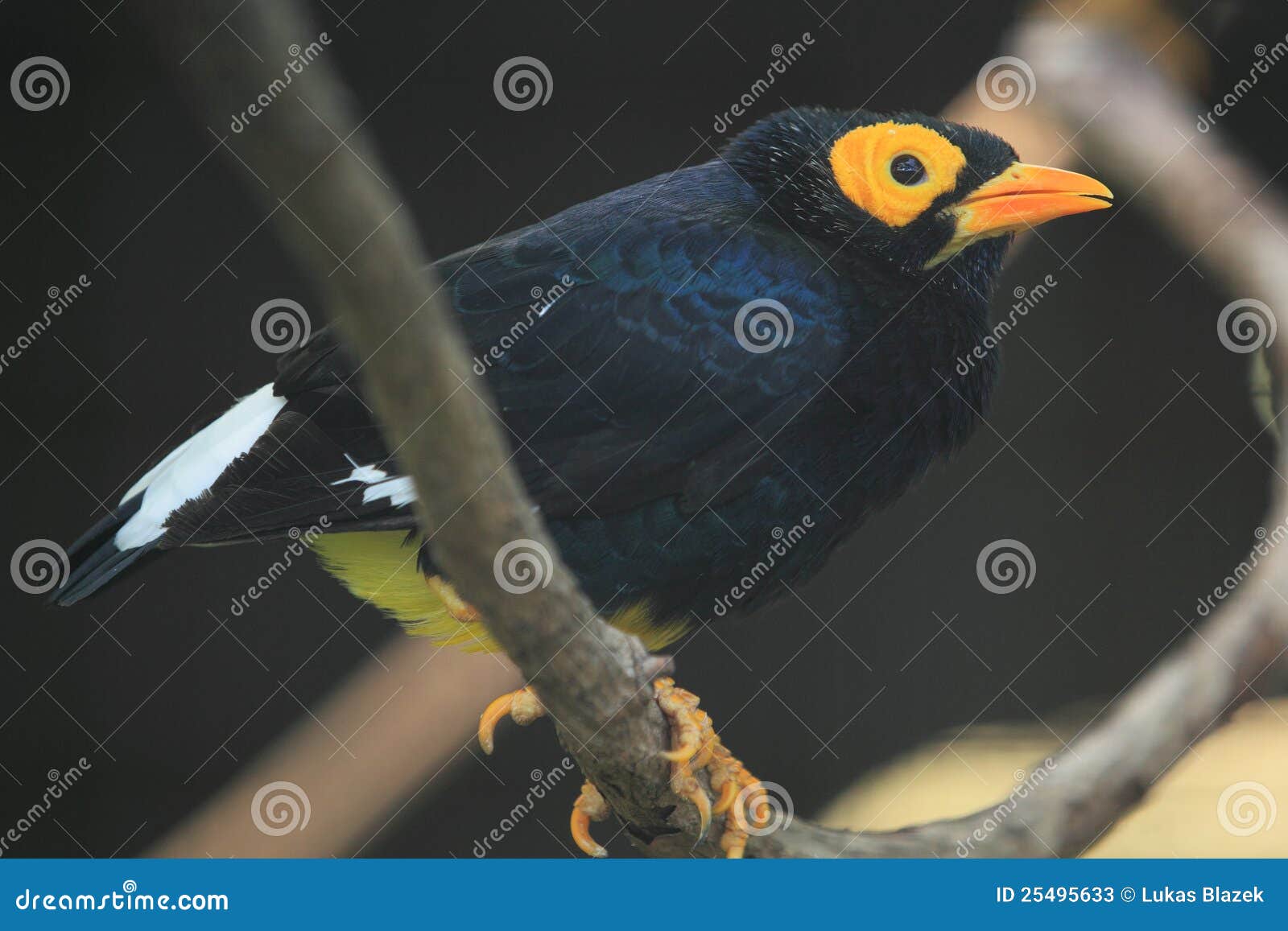 Yellow Faced Honeyeater Australian Native Bird Royalty-Free Stock ...