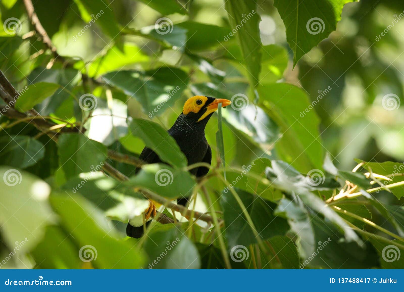 Yellow-faced Myna in Aviary Park Stock Image - Image of tree ...
