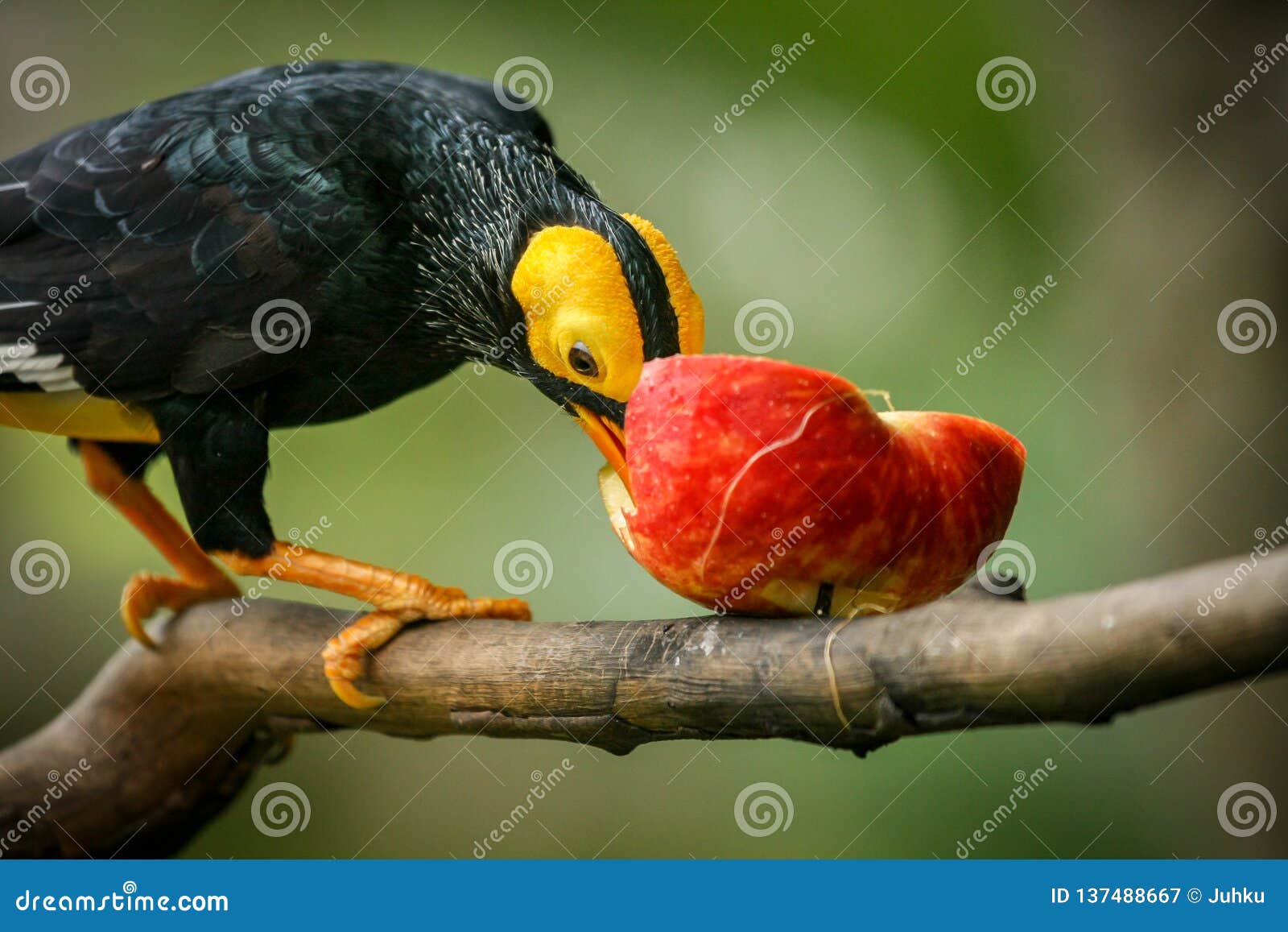 Yellow-faced Myna in Aviary Park Stock Image - Image of mino, park ...