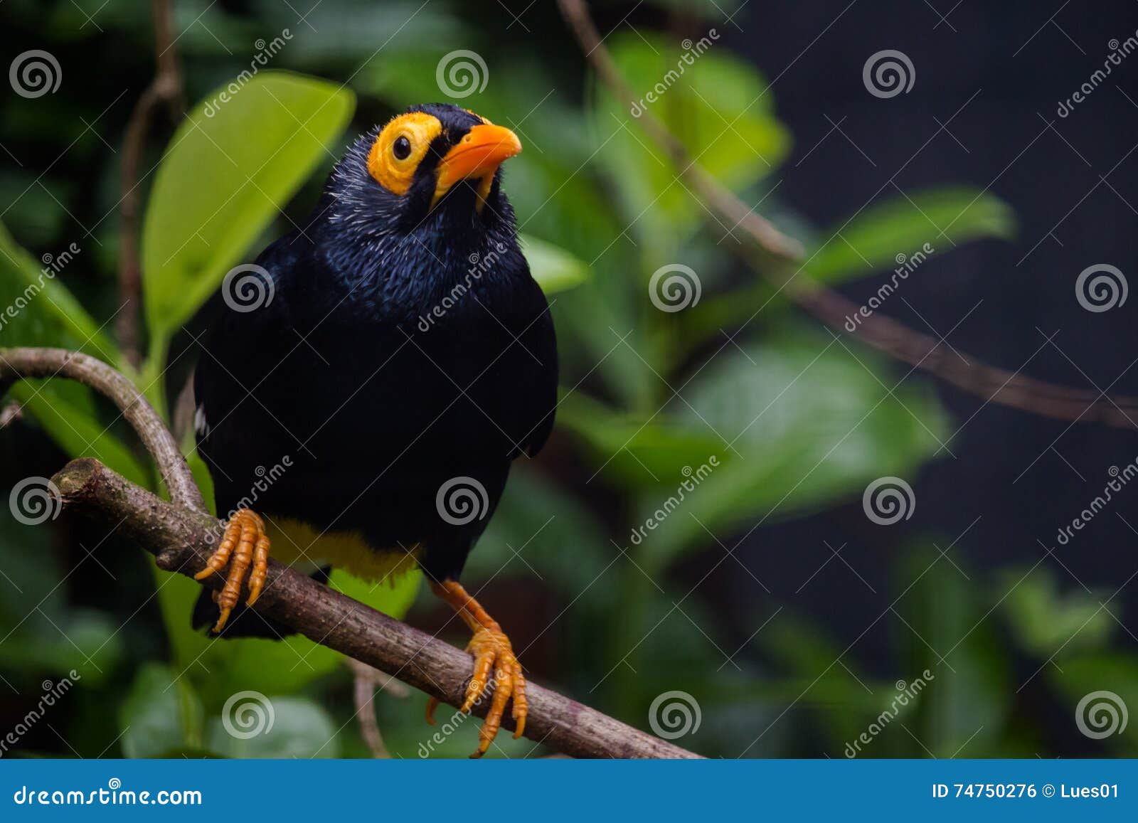 Yellow-faced myna stock photo. Image of leaf, dumontii - 74750276