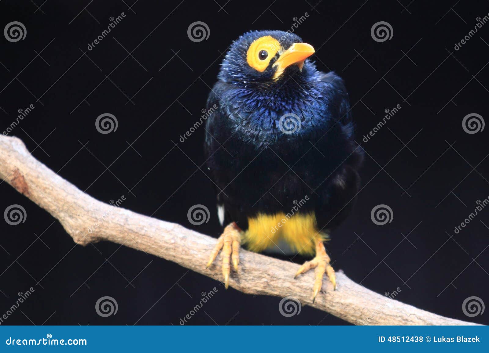 Yellow Faced Honeyeater Australian Native Bird Royalty-Free Stock ...