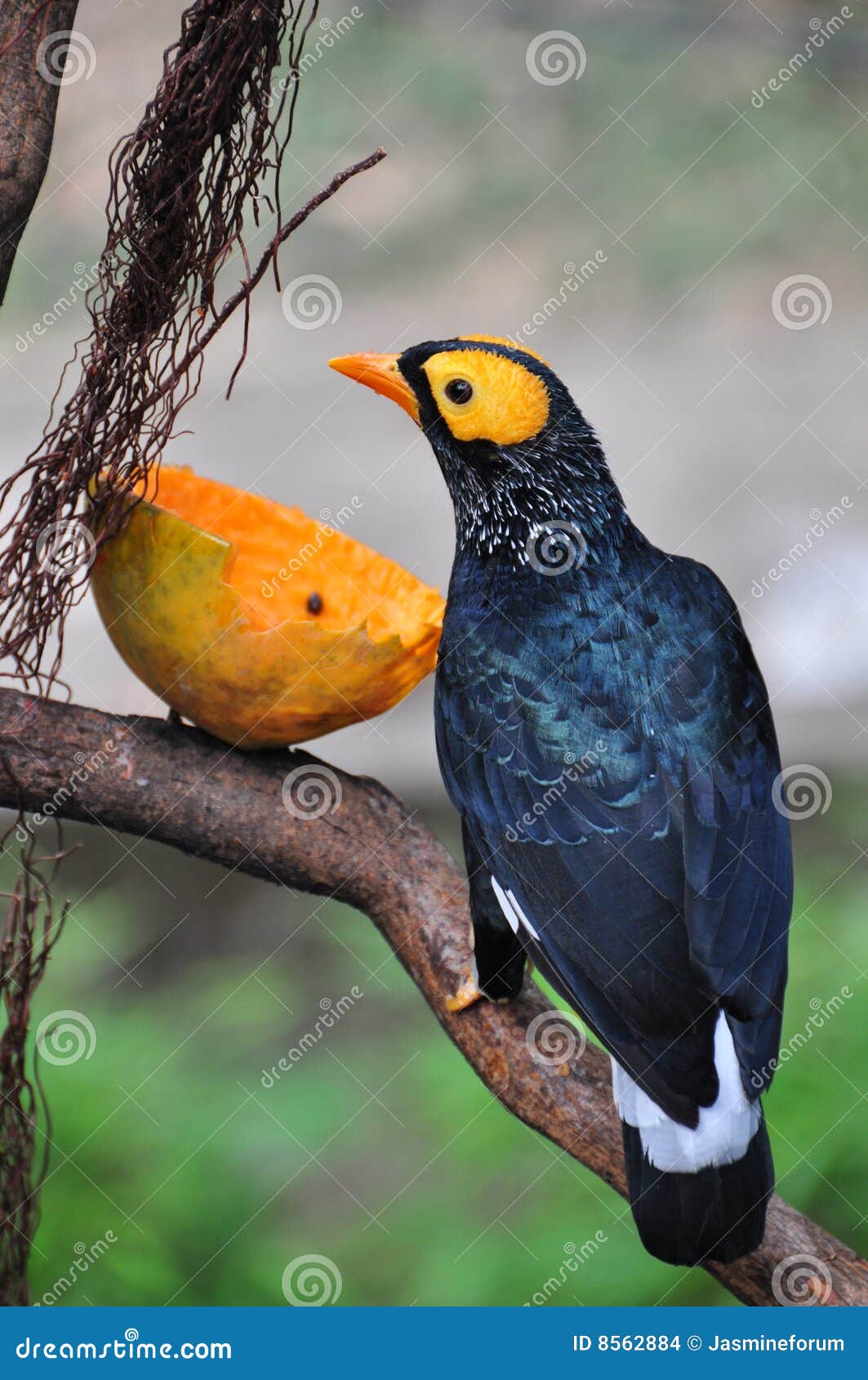 Yellow Faced Honeyeater Australian Native Bird Royalty-Free Stock ...