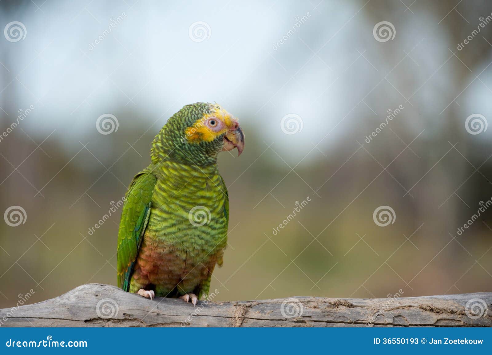 Yellow-faced Parrot Sitting on Branch Stock Image - Image of nature ...
