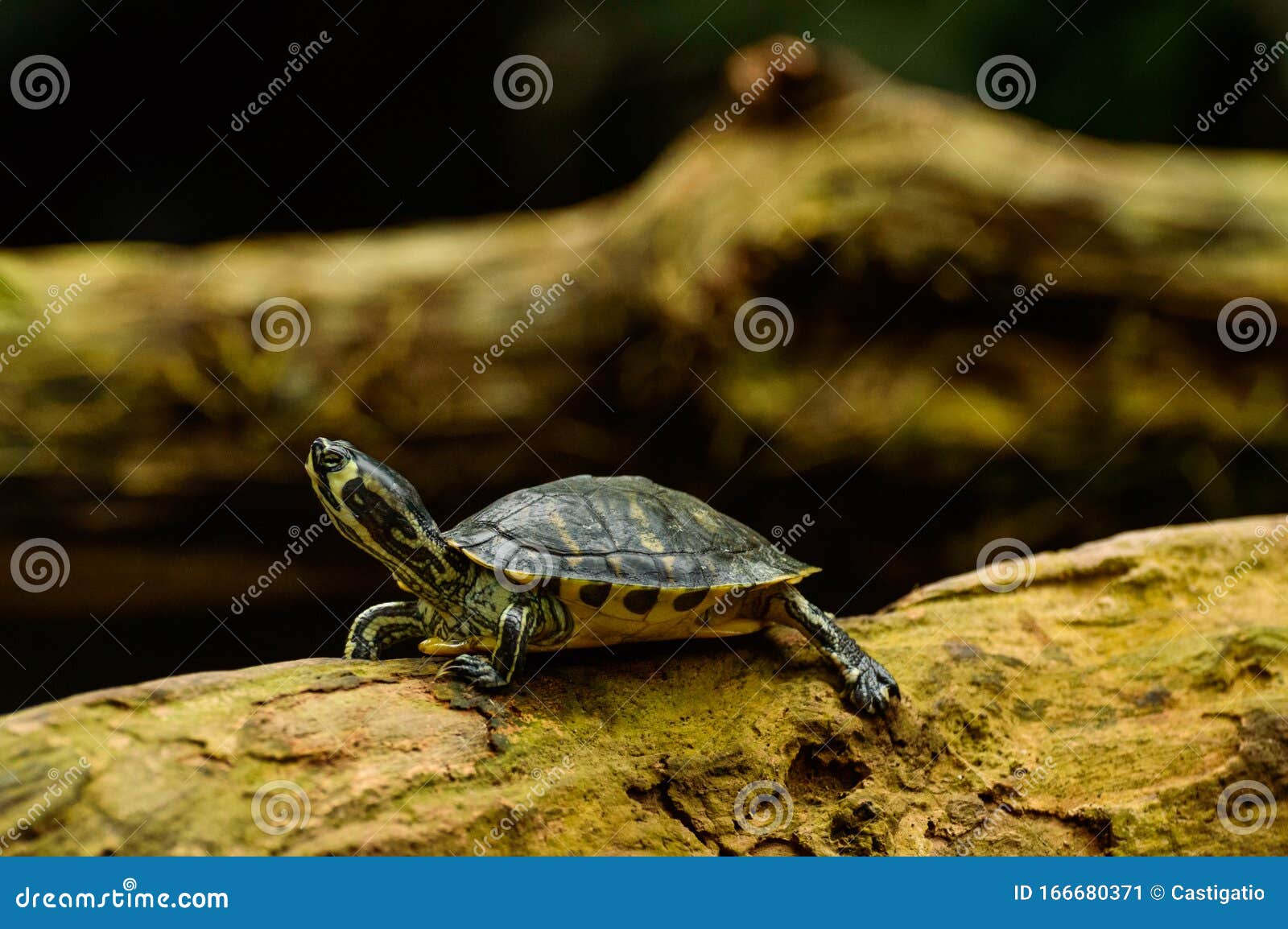 Yellow-faced Tortoise, Trachemys Scripta Troostii, Resting on a Branch ...