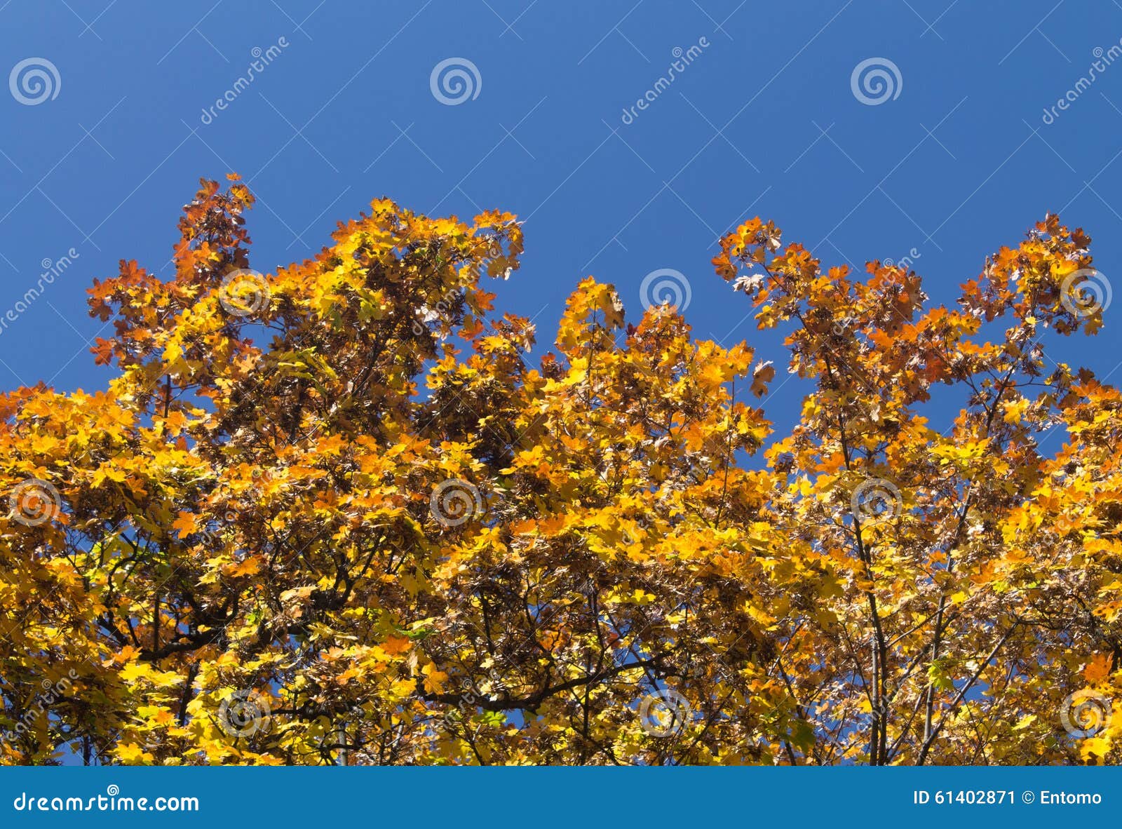 Yellow fading tree leafs stock image. Image of leafs - 61402871