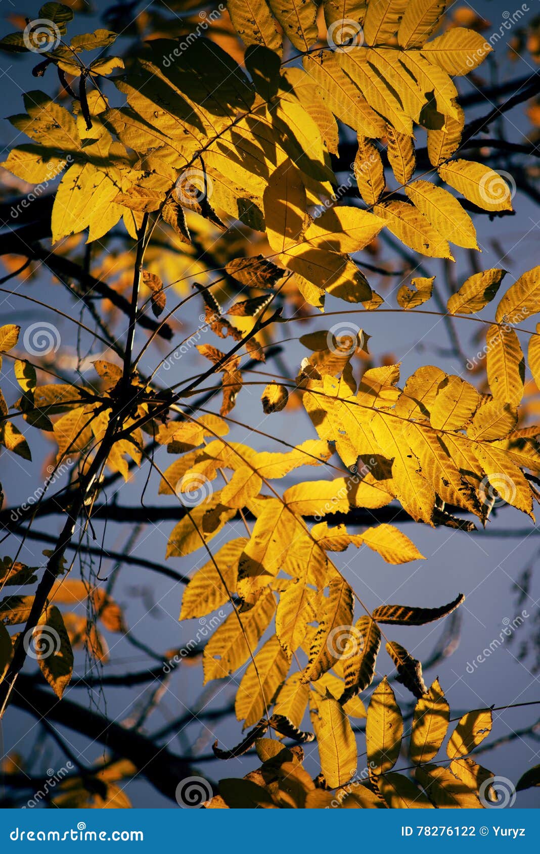 Yellow fall branches stock photo. Image of yellow, vertical - 78276122