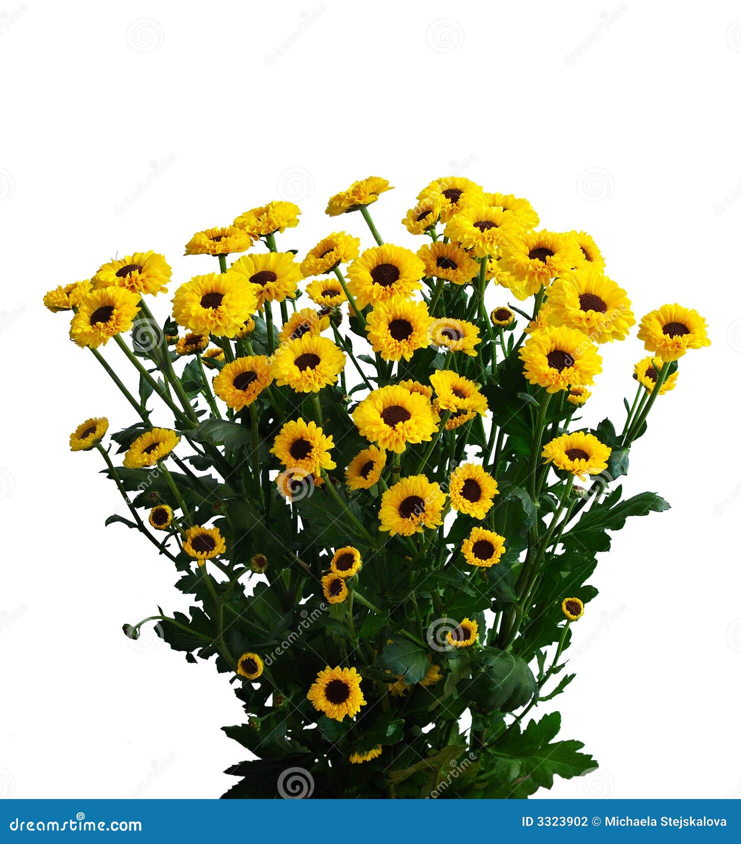 Yellow fall chrysanthemums stock photo. Image of flowers - 3323902