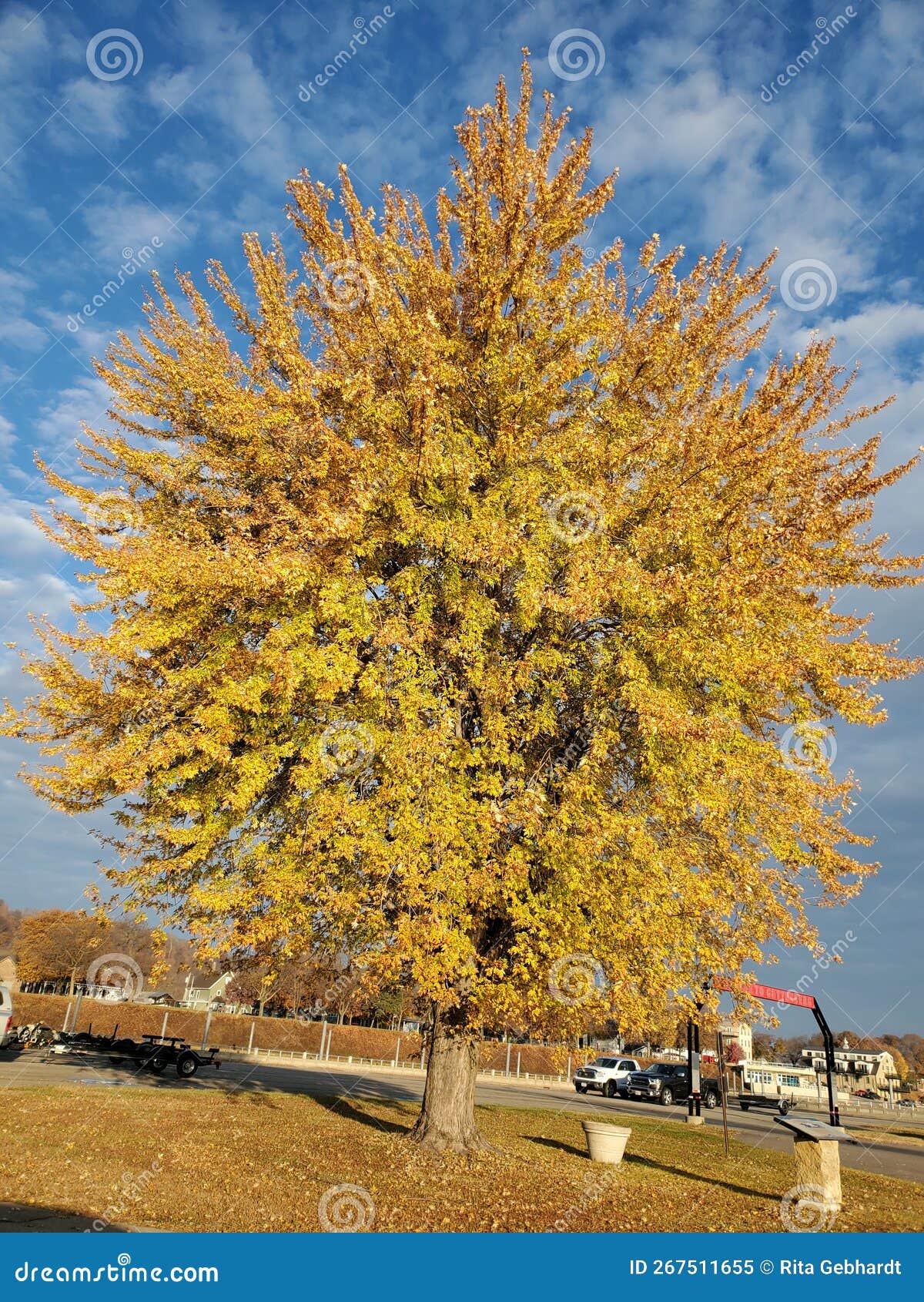 Yellow fall foliage stock image. Image of plant, produce - 267511655