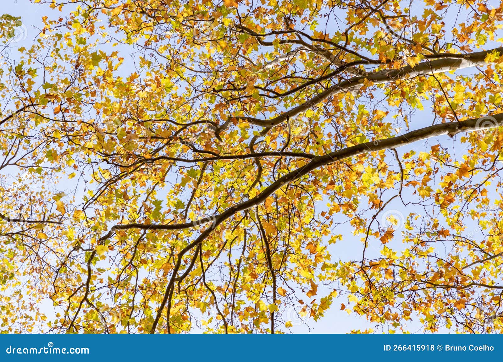Yellow Fall Foliage stock photo. Image of season, leaves - 266415918