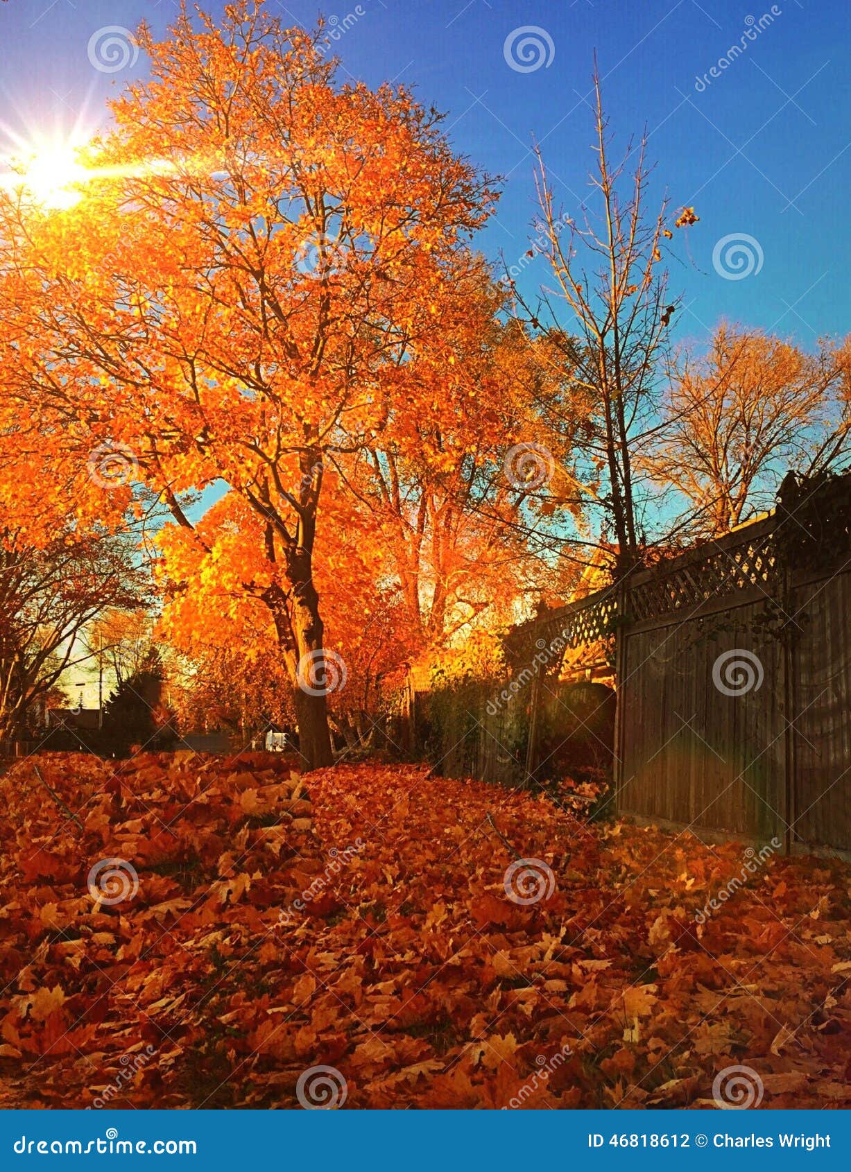Yellow fall foliage stock photo. Image of dslr, canon - 46818612