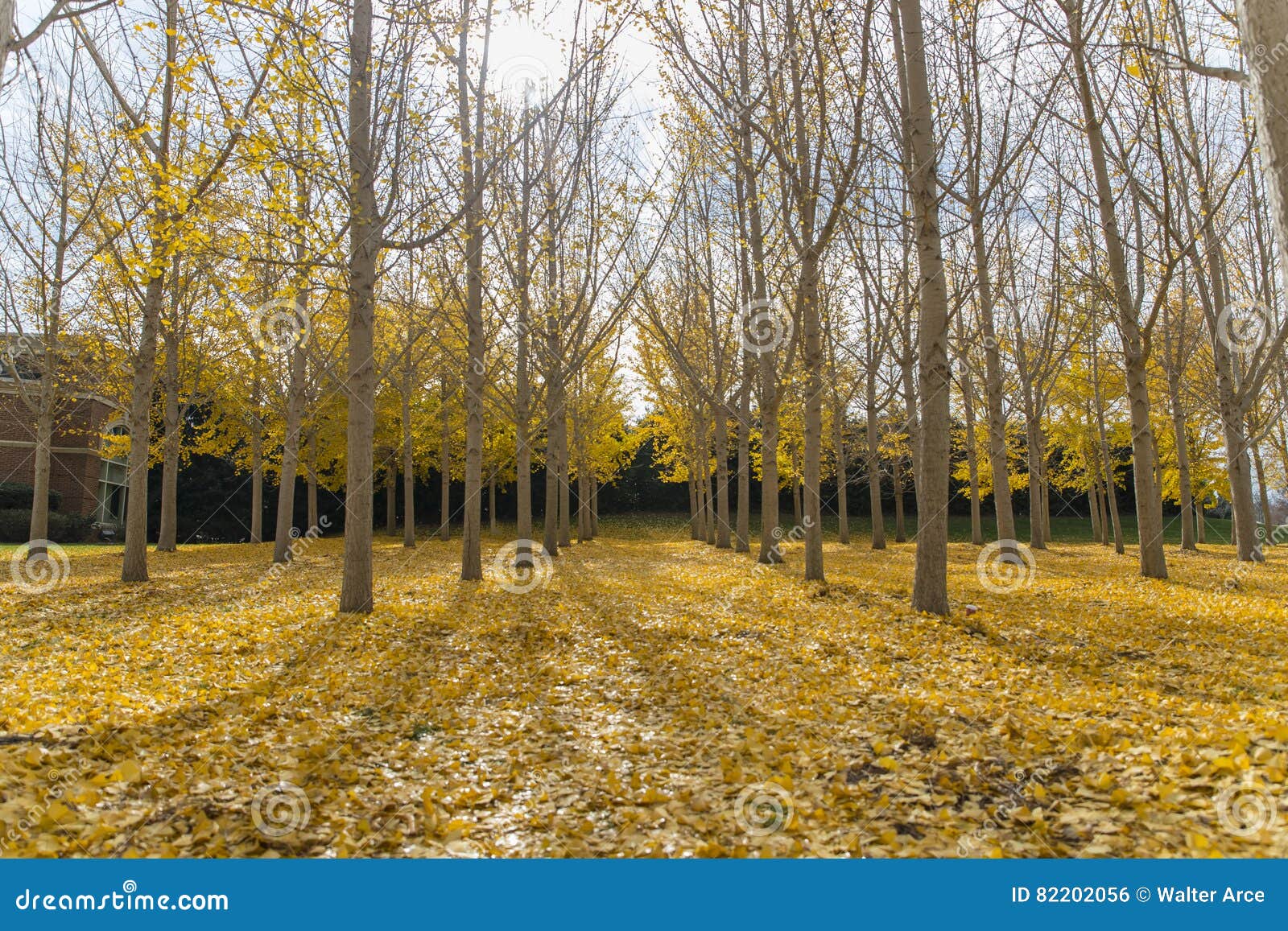 Yellow Fall Foliage stock photo. Image of backgrounds - 82202056