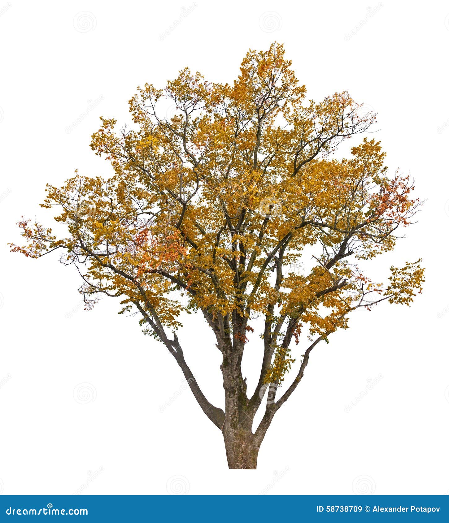 Yellow Fall Isolated Large Tree Stock Image - Image of nature, single ...