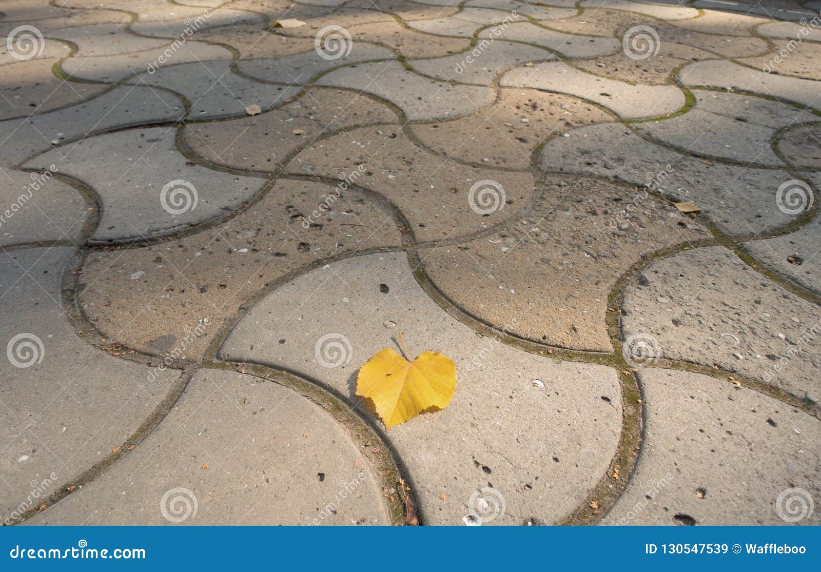 Yellow Fall Leaf on Pavement Tile Stock Image - Image of season, leaf ...