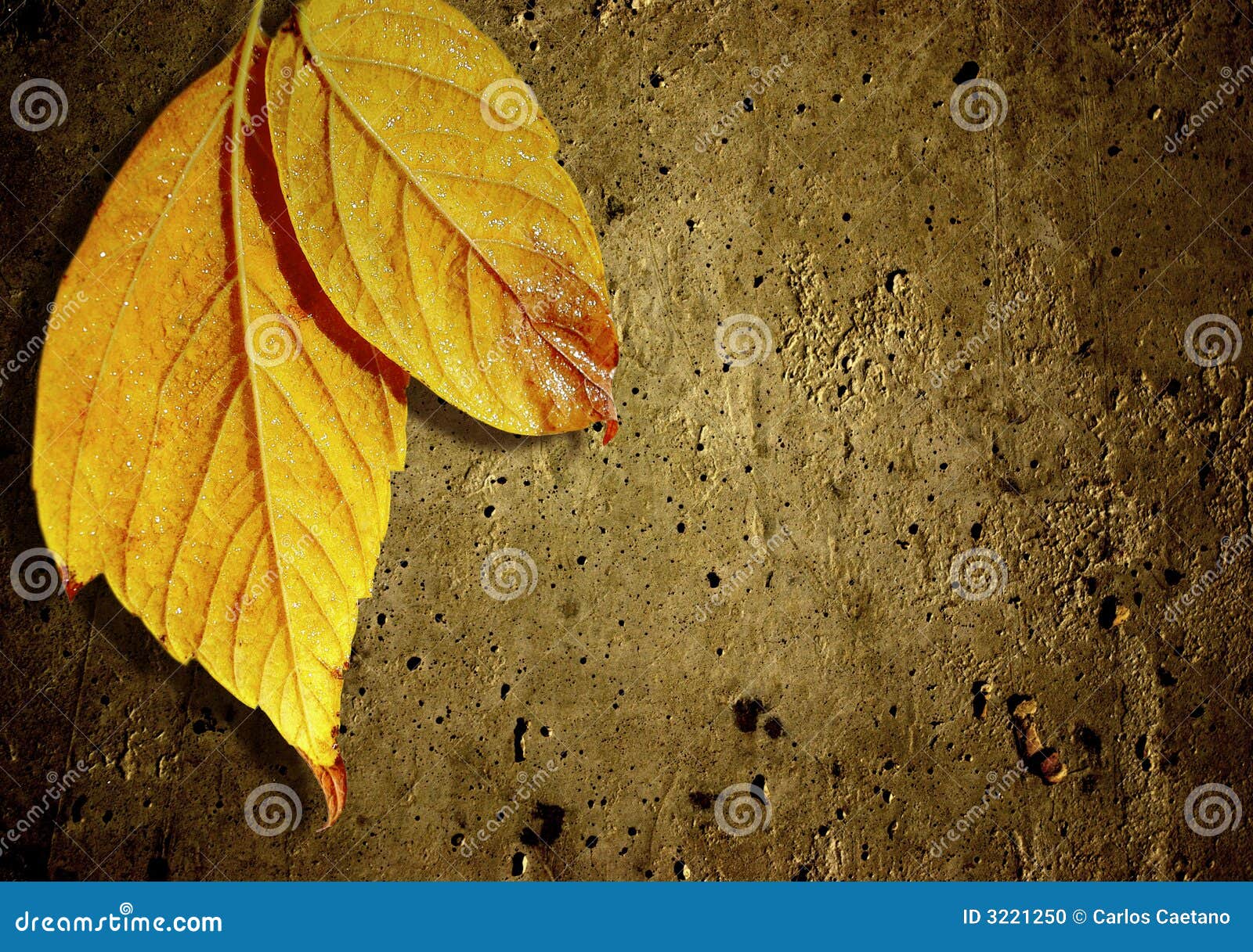 Yellow Fall Leafs stock photo. Image of decompose, maple - 3221250
