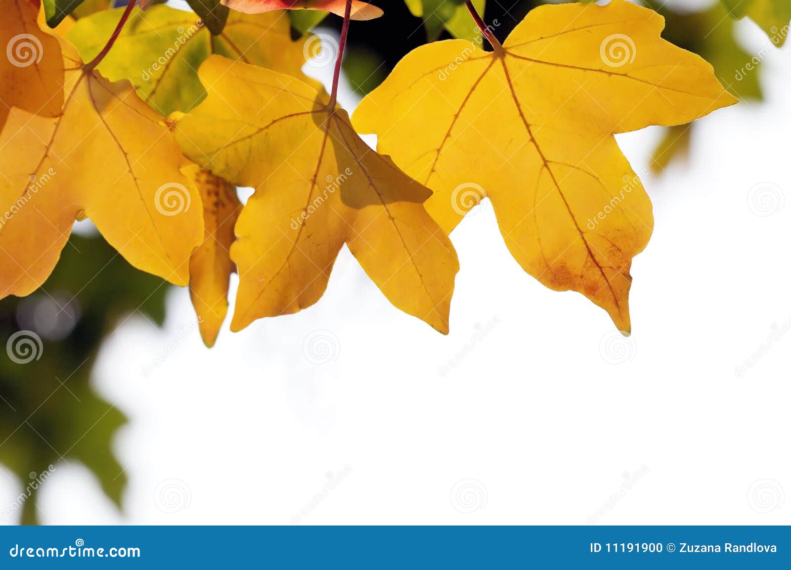 Yellow fall leaves stock photo. Image of outdoor, color - 11191900