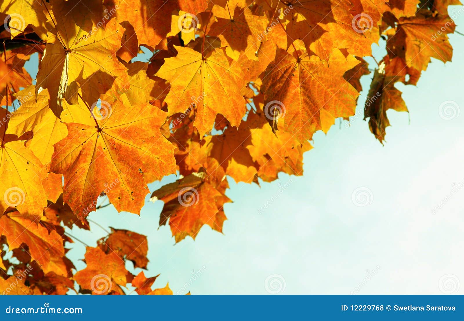 Yellow fall leaves. stock photo. Image of detail, growing - 12229768