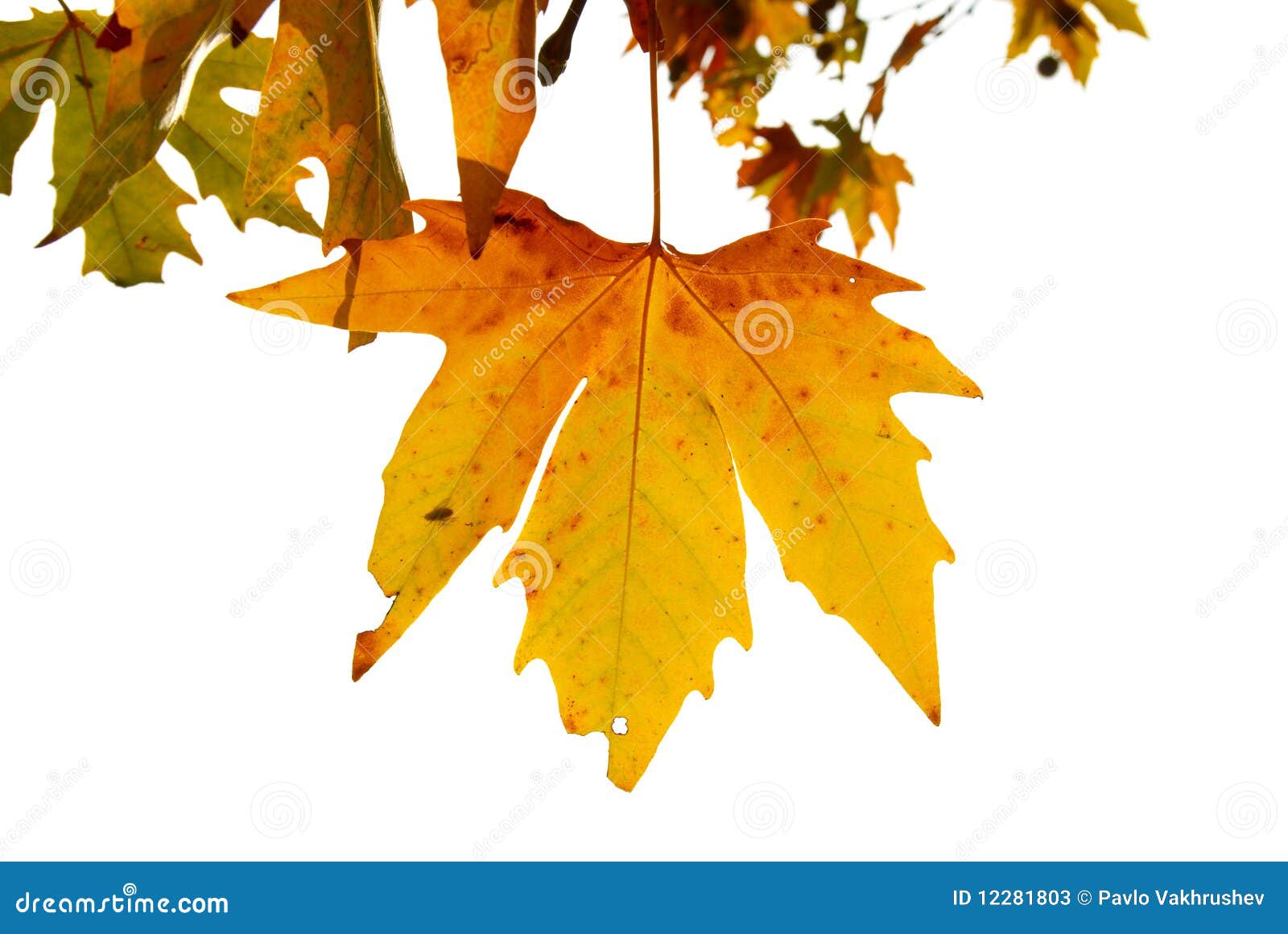 Yellow fall leaves. stock image. Image of colorful, abstract - 12281803