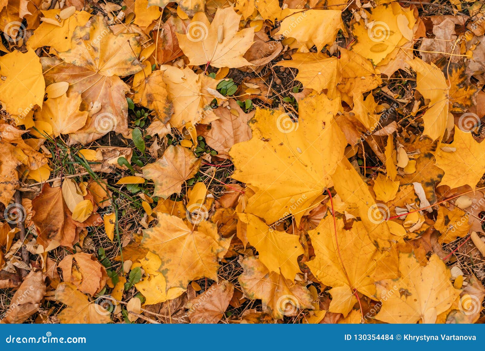 Yellow Fall Leaves Background Stock Photo - Image of detail, beauty ...