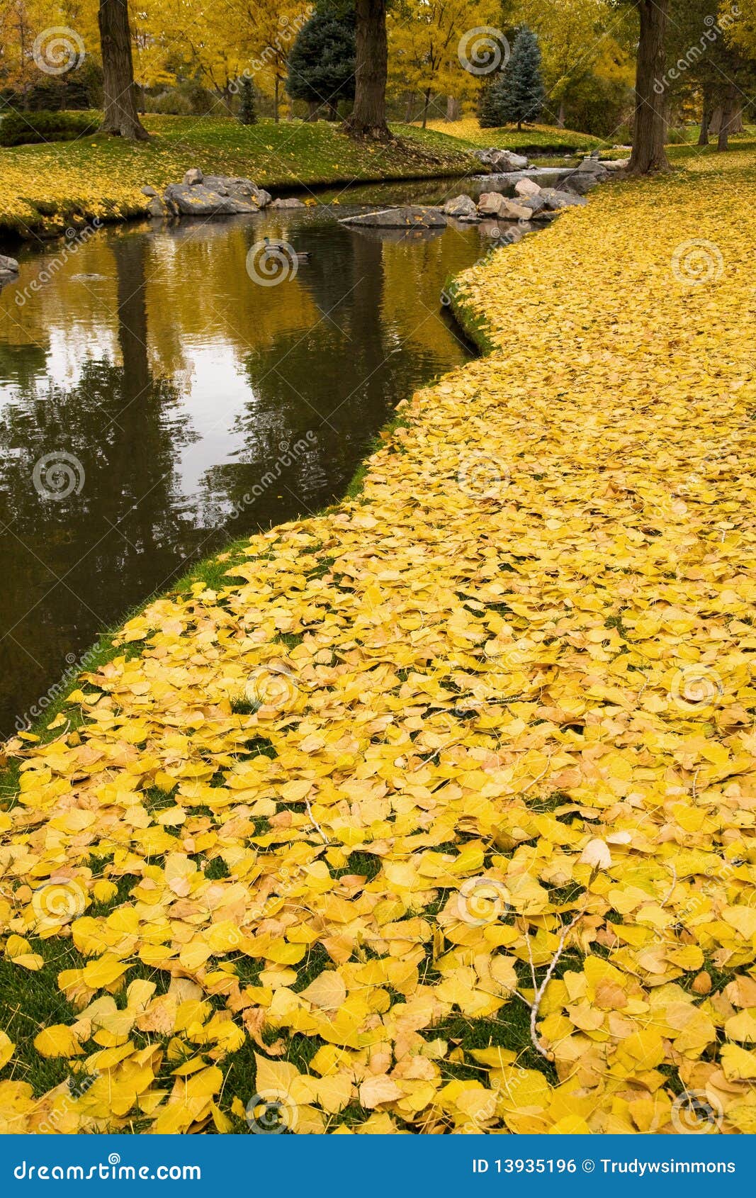 Yellow Fall Leaves by a Stream Stock Photo - Image of leaves, harvest ...