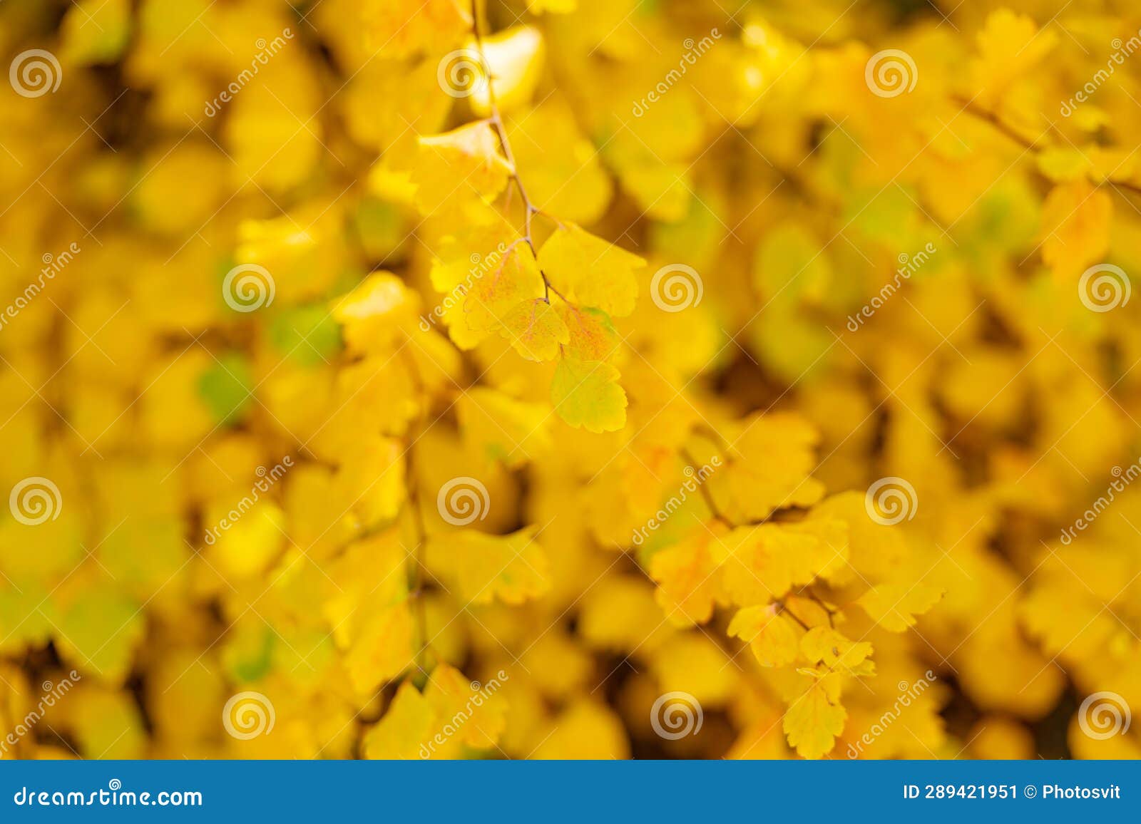 Yellow Fall Leaves on Tree Branch. Selective Focus of Yellow Fall ...