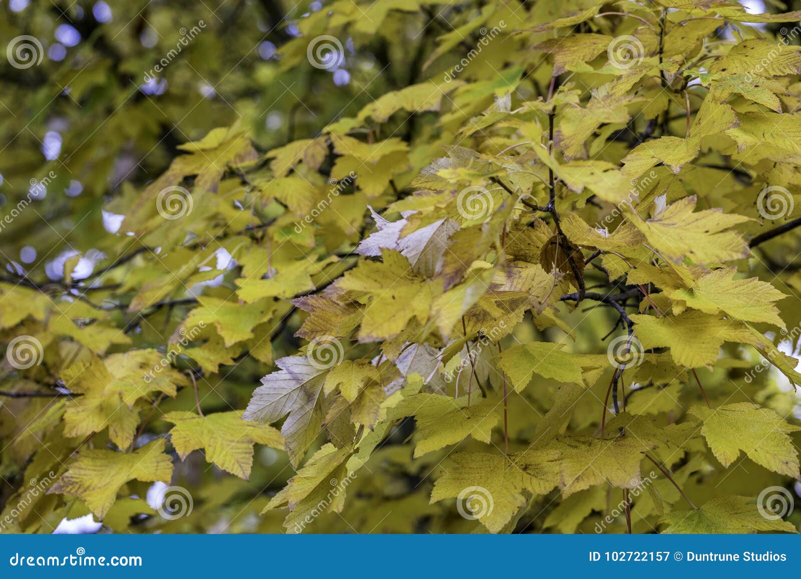 Yellow Fall Leaves on a Tree Stock Image - Image of beautiful, october ...