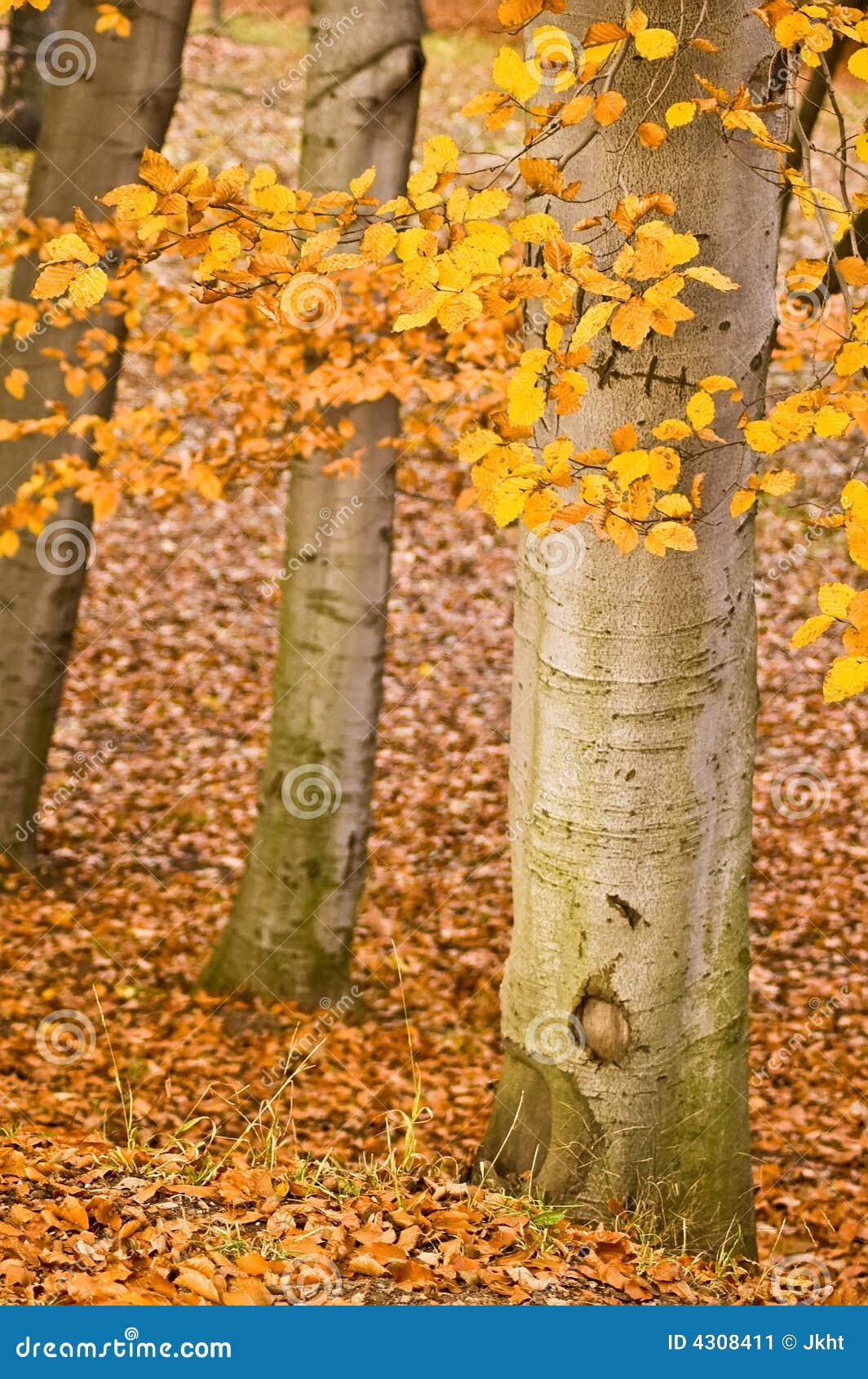 Yellow Fall Leaves and Trees Stock Image - Image of nature, flora: 4308411