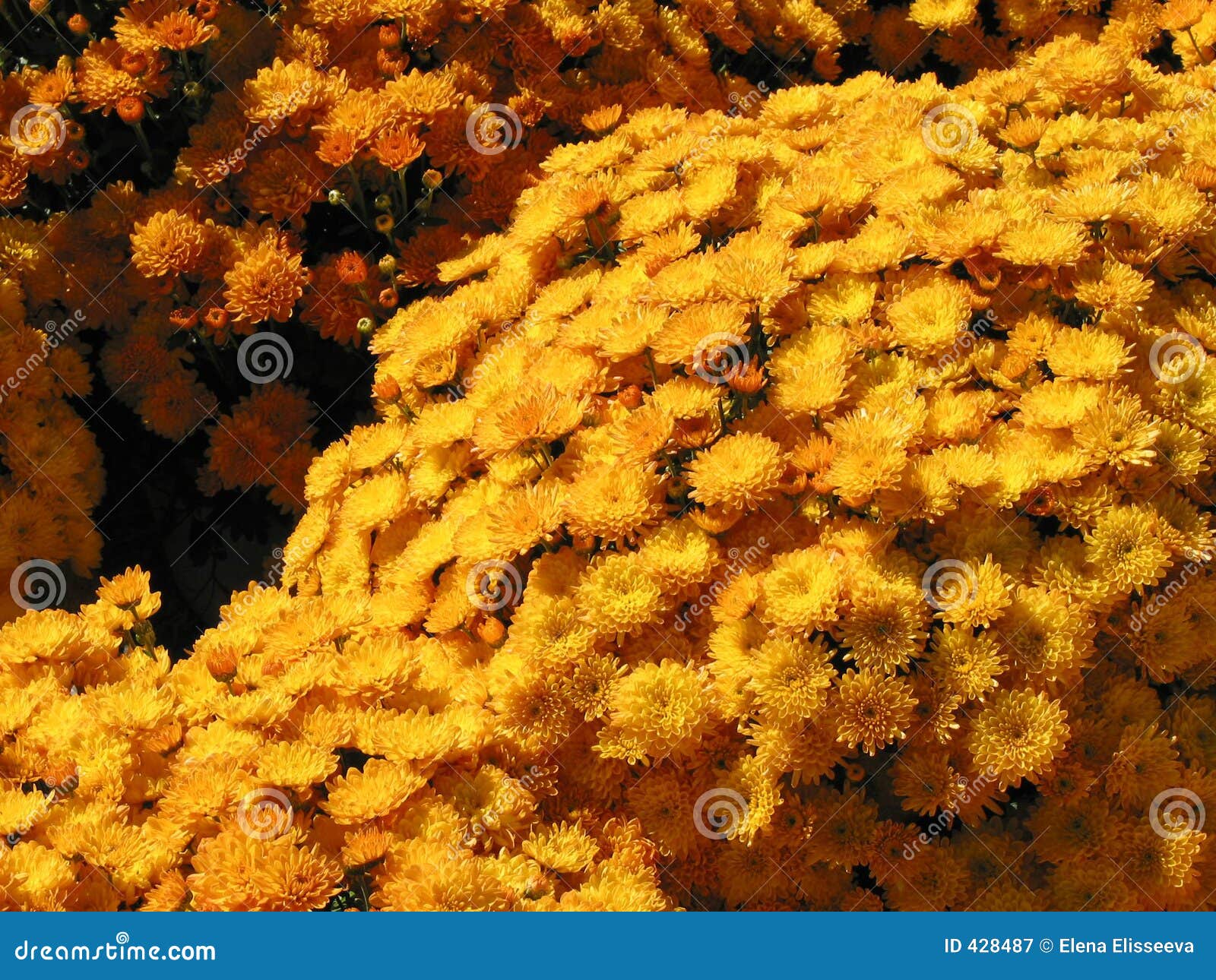 Yellow fall mums stock image. Image of yellow, blooming - 428487
