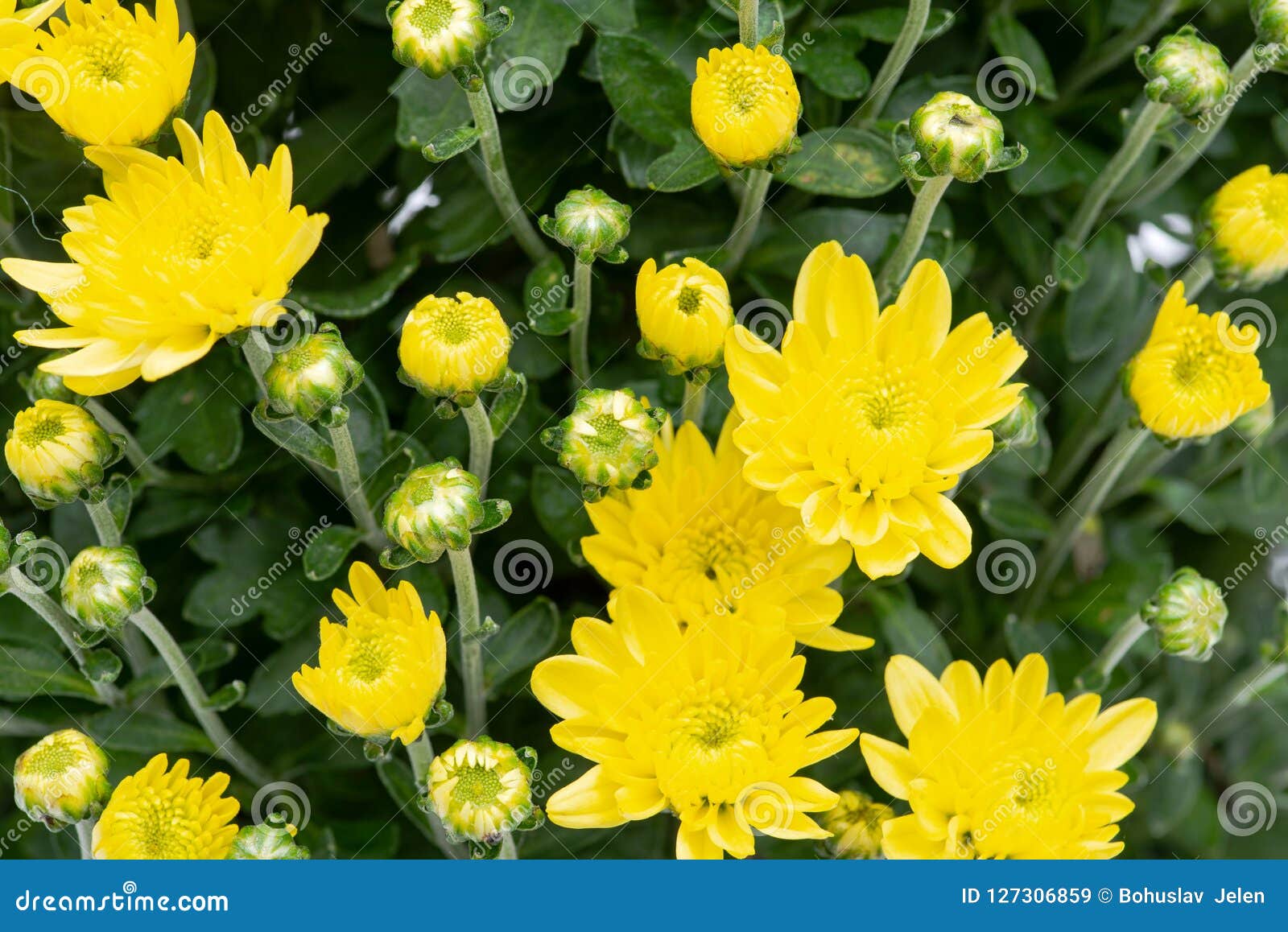 Yellow Fall Mums Flowers Like a Background Stock Image - Image of ...