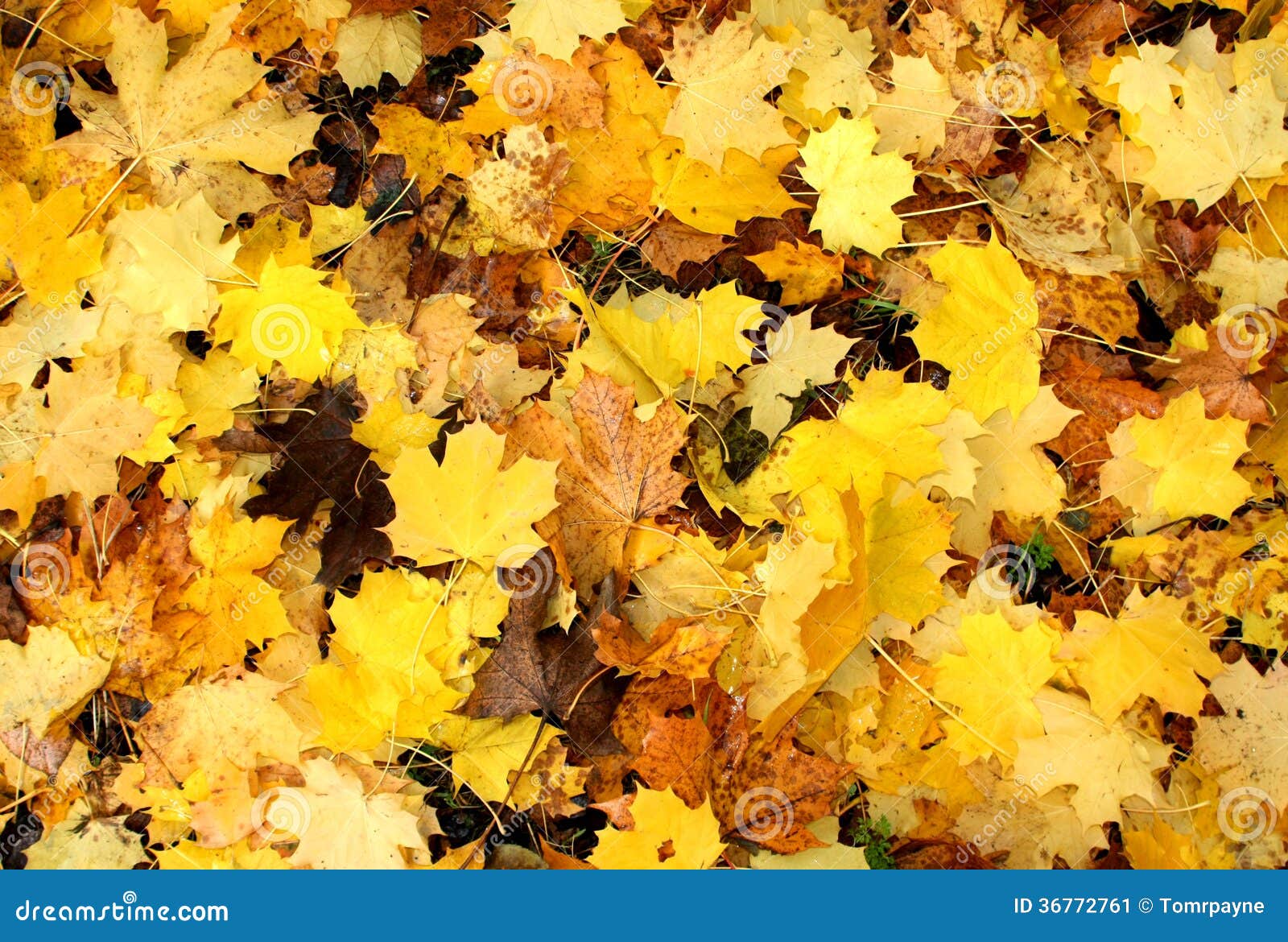 Yellow Fall Sycamore Leaves Stock Image - Image of nature, seasonal ...