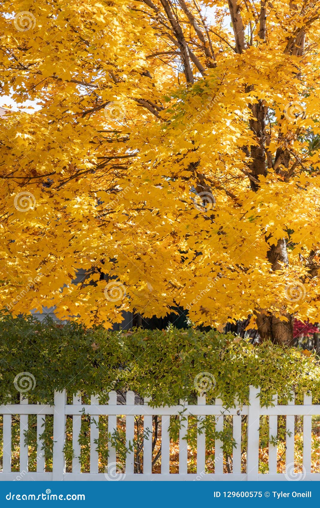 Yellow Fall Tree Leaves Background in Yard with White Pic Stock Image ...