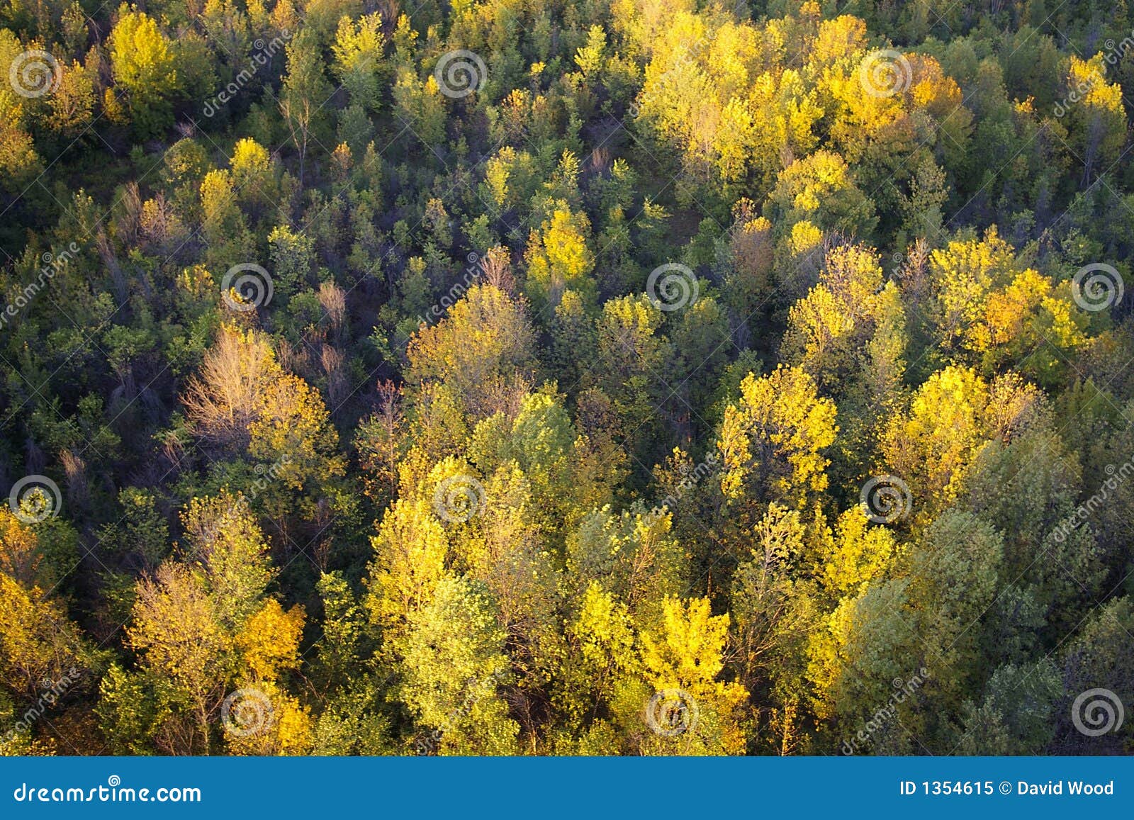 Yellow Fall Trees from Above Stock Image - Image of trees, forest: 1354615