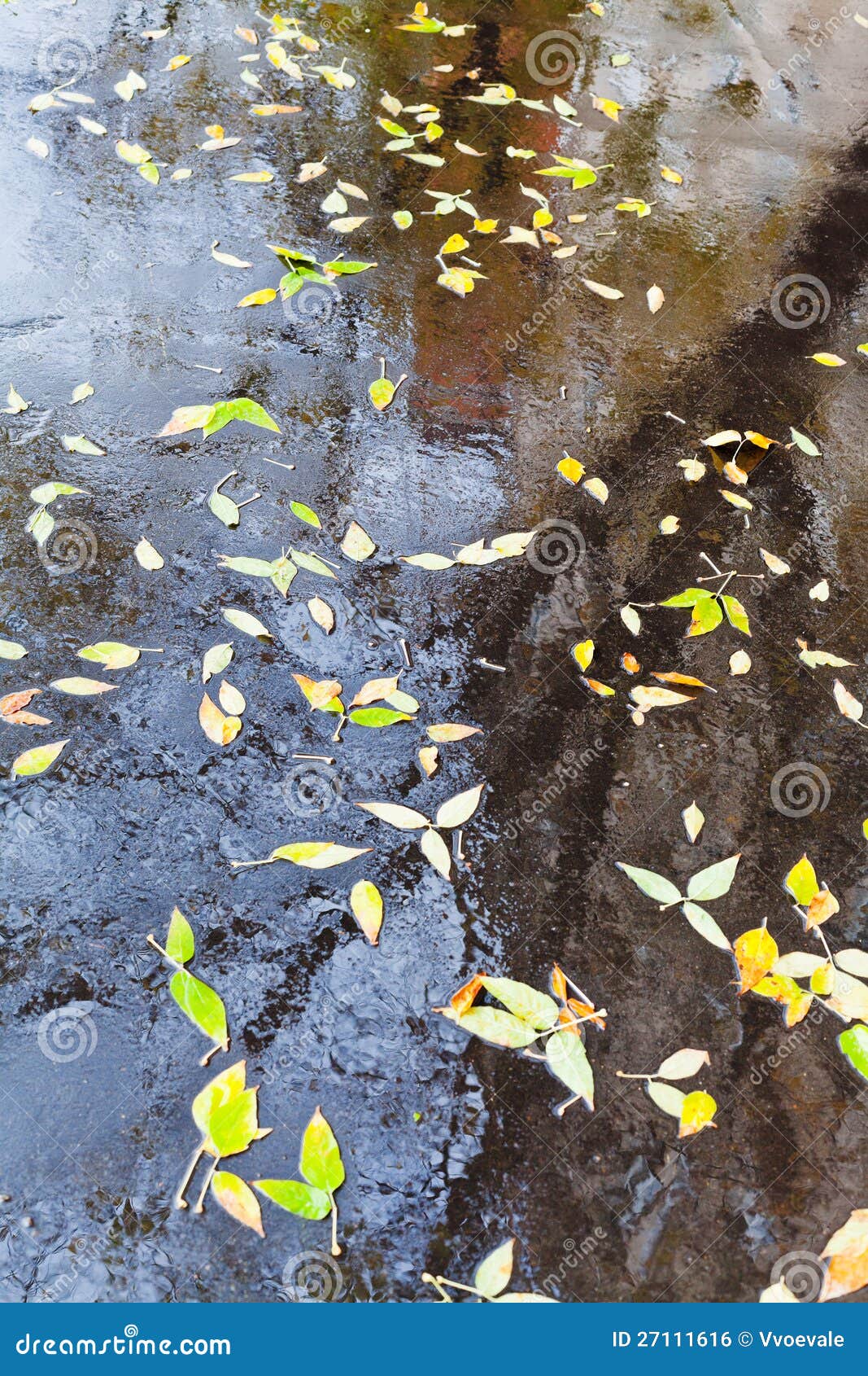 Yellow Falled Leaves in Rain Puddle Stock Photo - Image of lallen ...