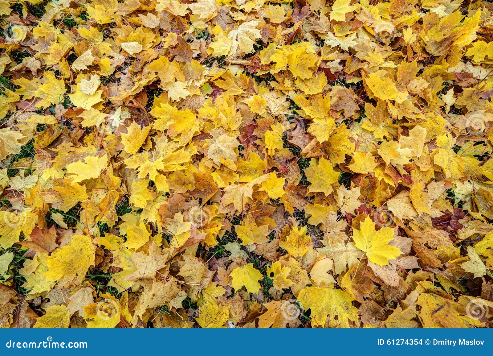Yellow Fallen Autumn Leaves Stock Photo - Image of color, backgrounds ...