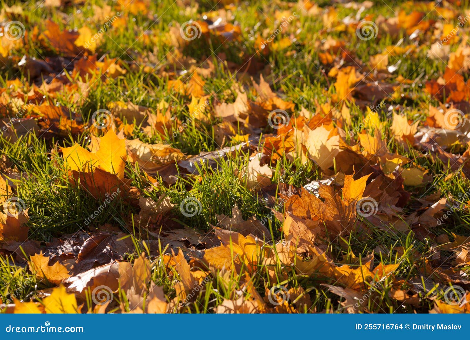 Autumn Leaves on Green Grass Stock Photo - Image of colorful, maple ...