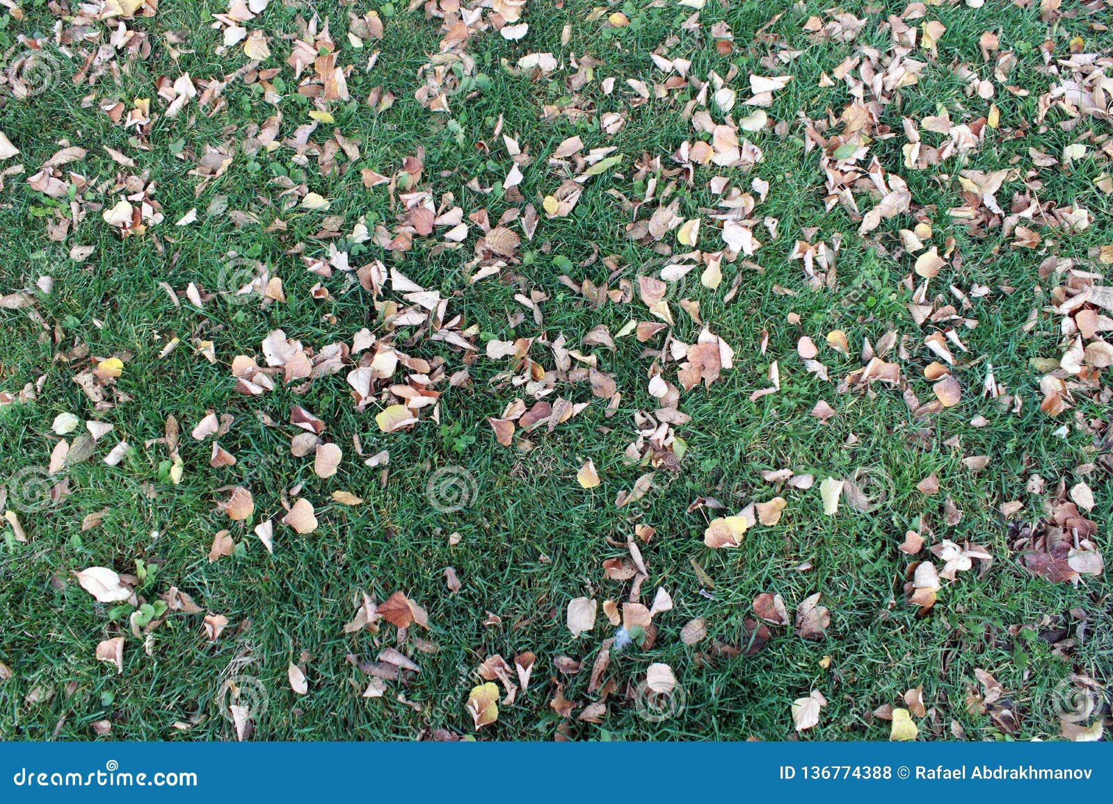 Yellow Fallen Leaves on Green Grass. Autumn Stock Photo - Image of ...